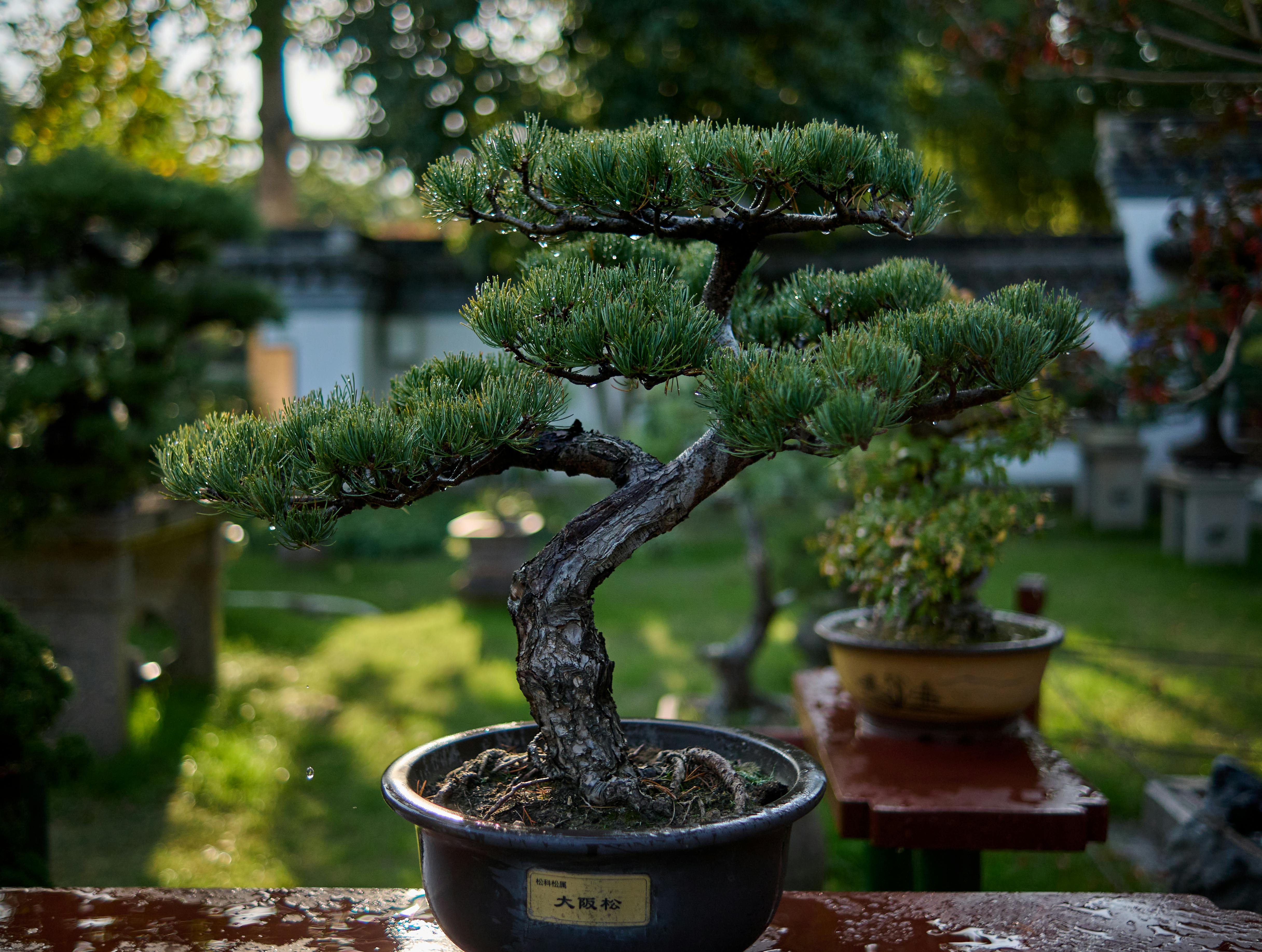 Close-up of a Bonsai Tree in a Garden · Free Stock Photo
