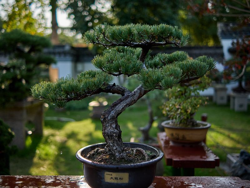Bonsai Tree Photos, Download The BEST Free Bonsai Tree Stock Photos ...