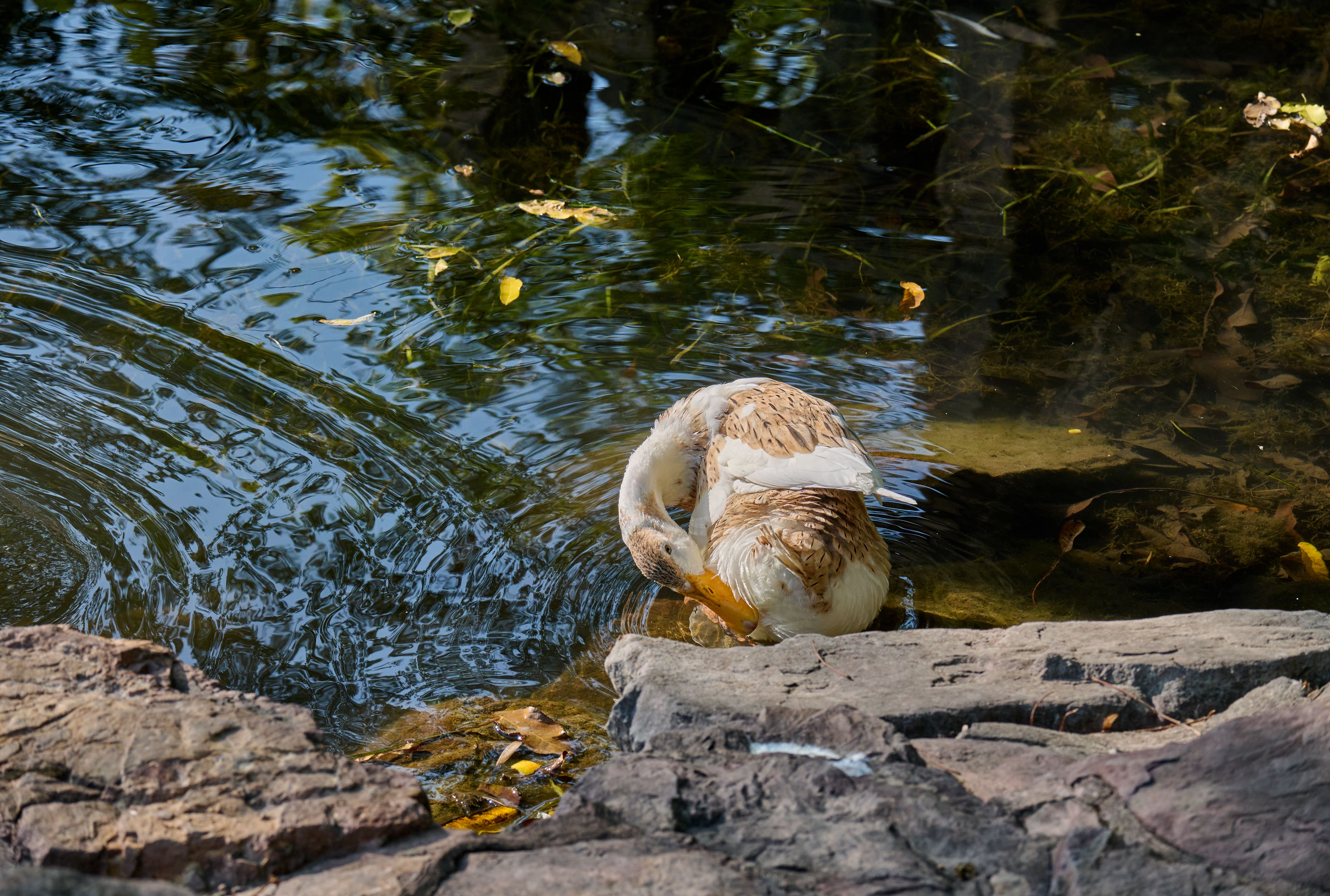 Duck at the Pond Cleaning Feathers · Free Stock Photo