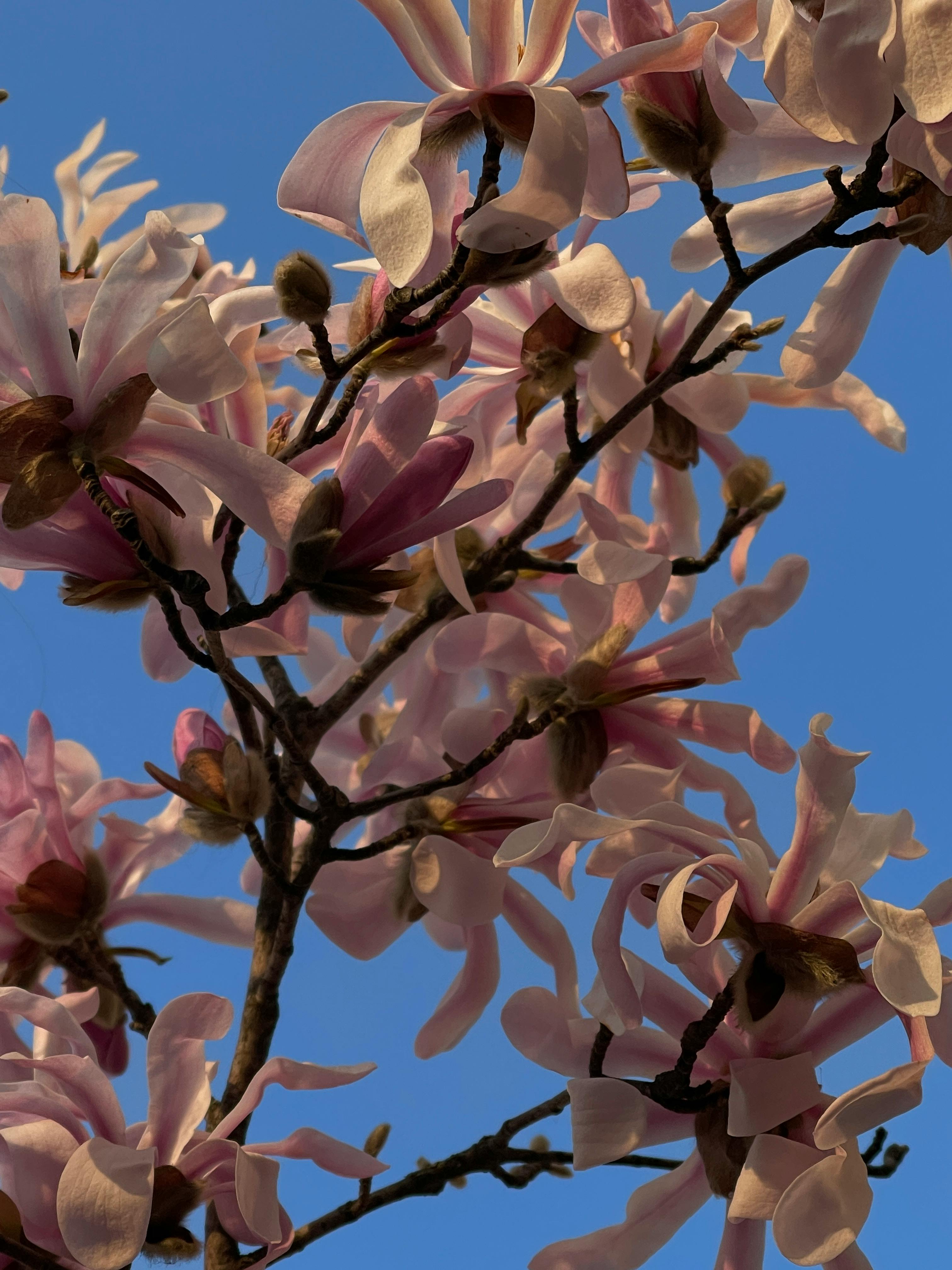 Judas Tree Photos, Download The BEST Free Judas Tree Stock Photos & HD ...