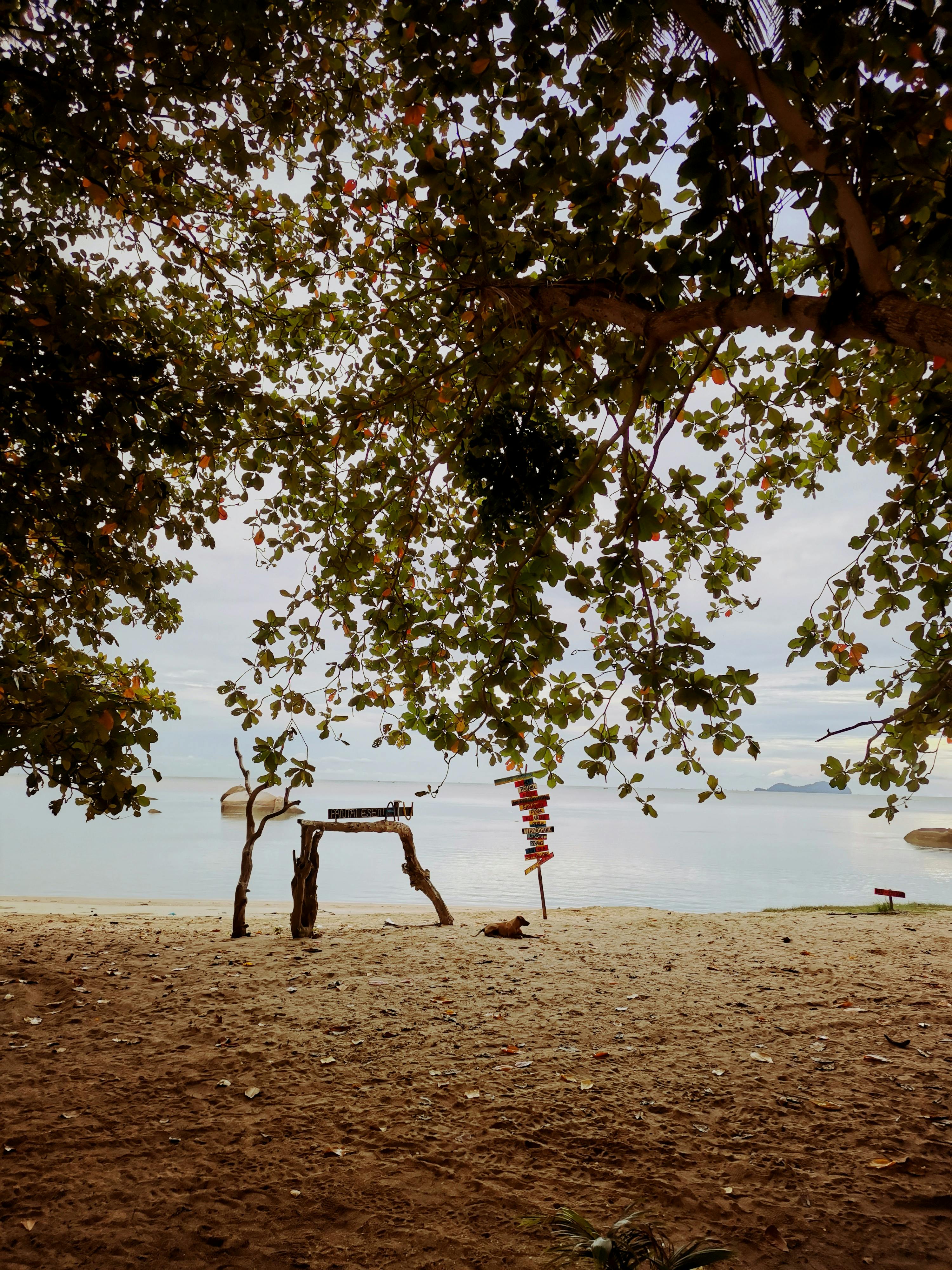 Leaves of Deciduous Trees Hanging over Beach · Free Stock Photo