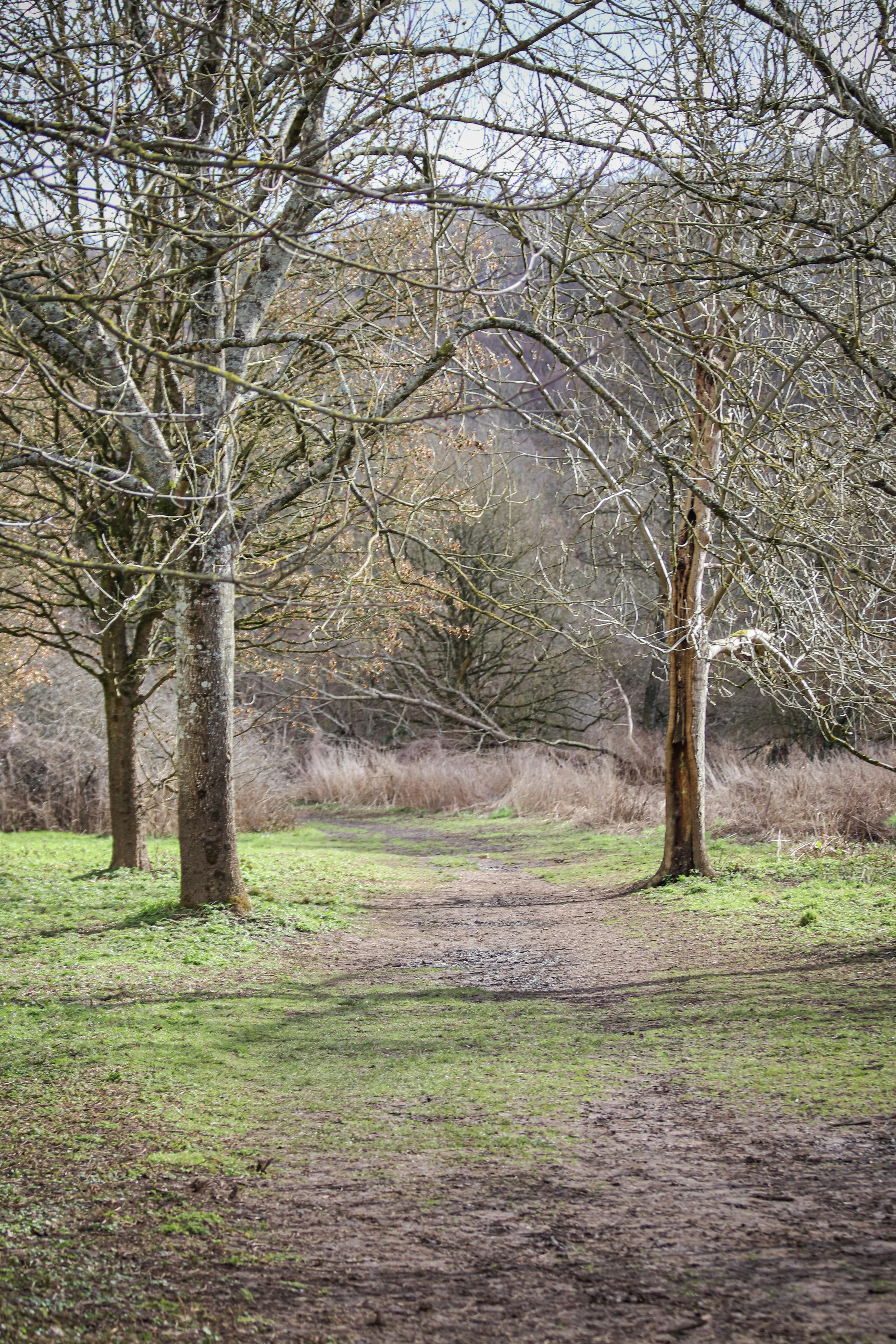 Leafless Trees in the Countryside · Free Stock Photo