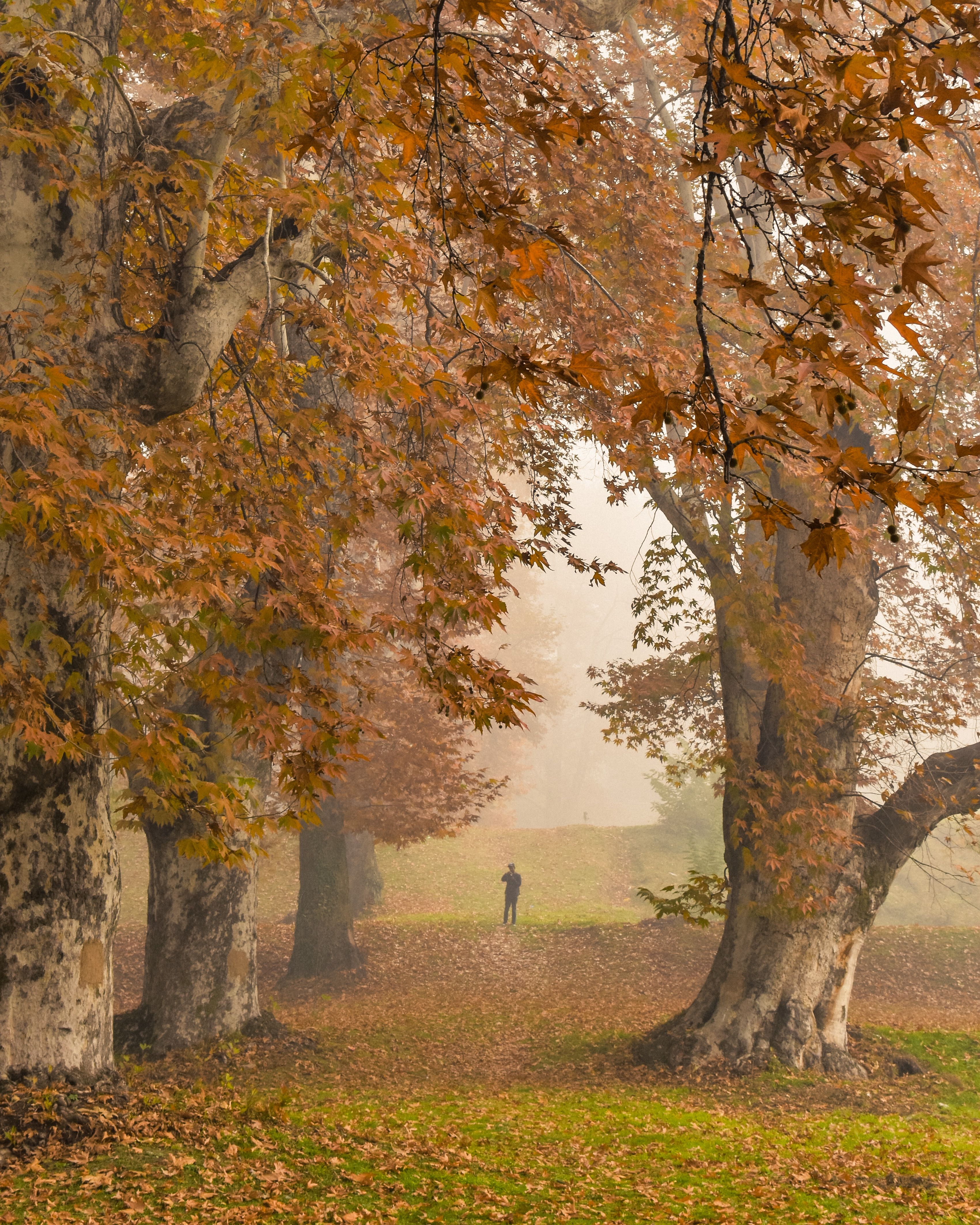 Silhouette of a Person Standing in Distance between Trees with Orange ...