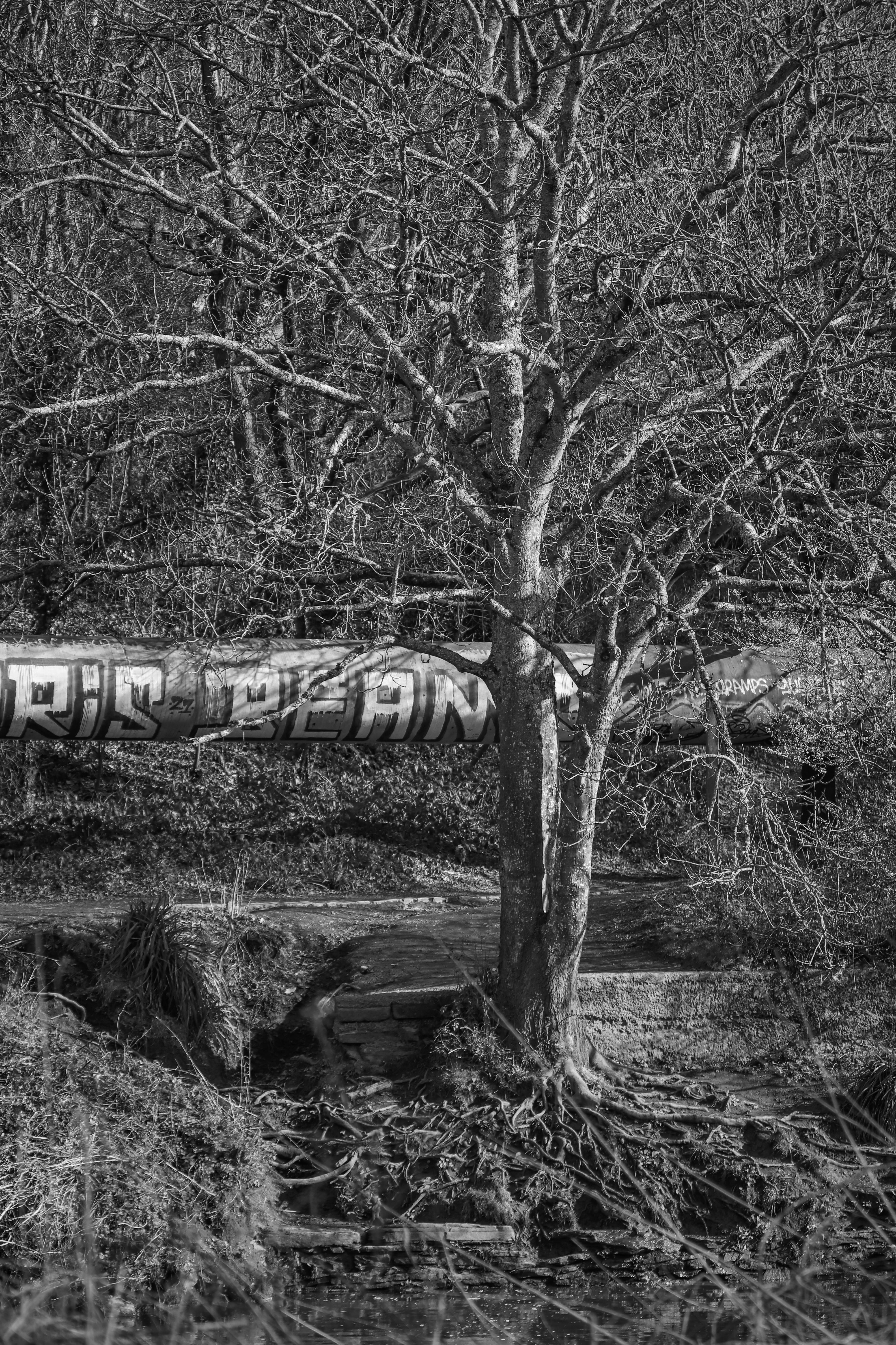 Empty Tree in a Forest in Black and White · Free Stock Photo