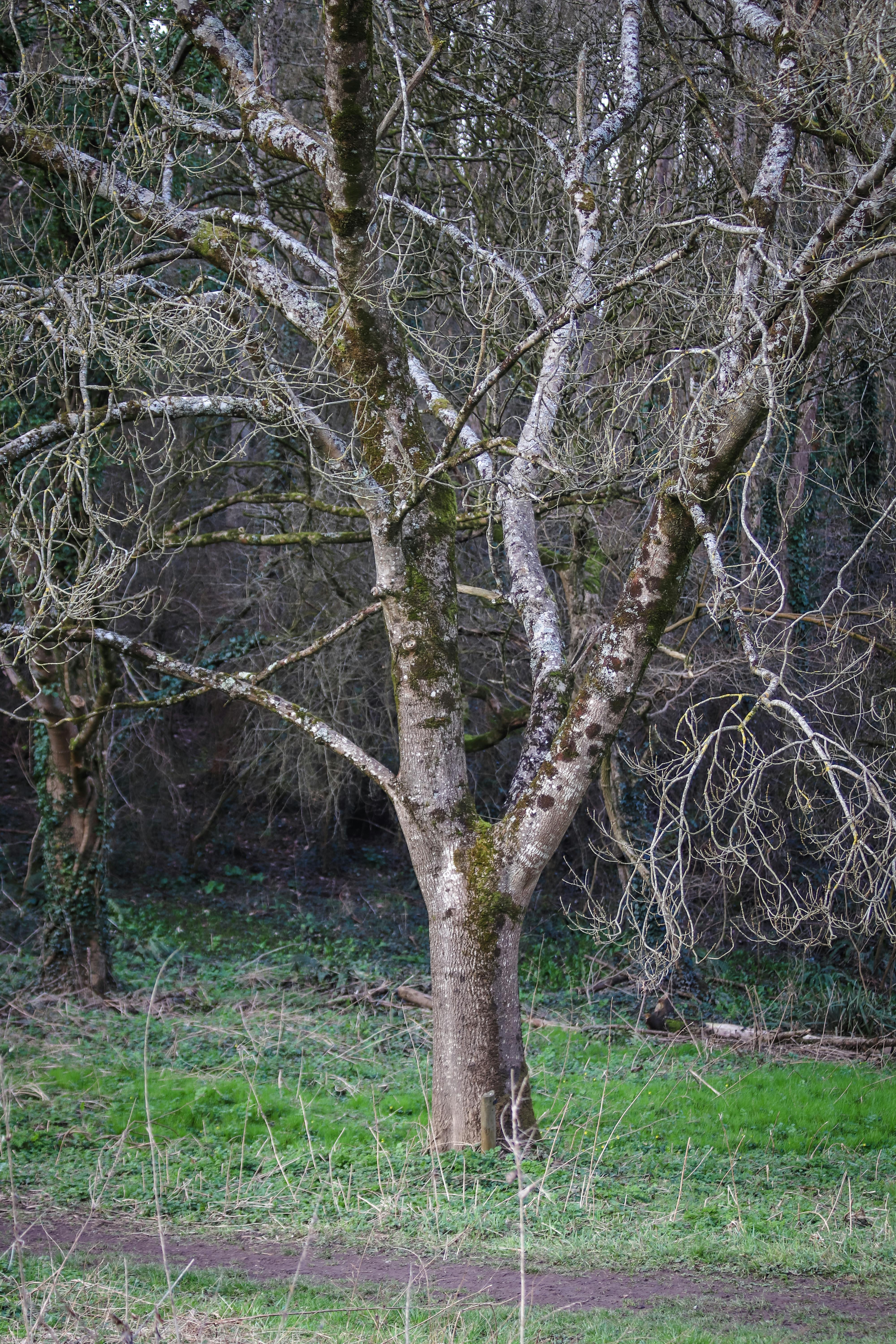 Empty Tree in a Forest · Free Stock Photo