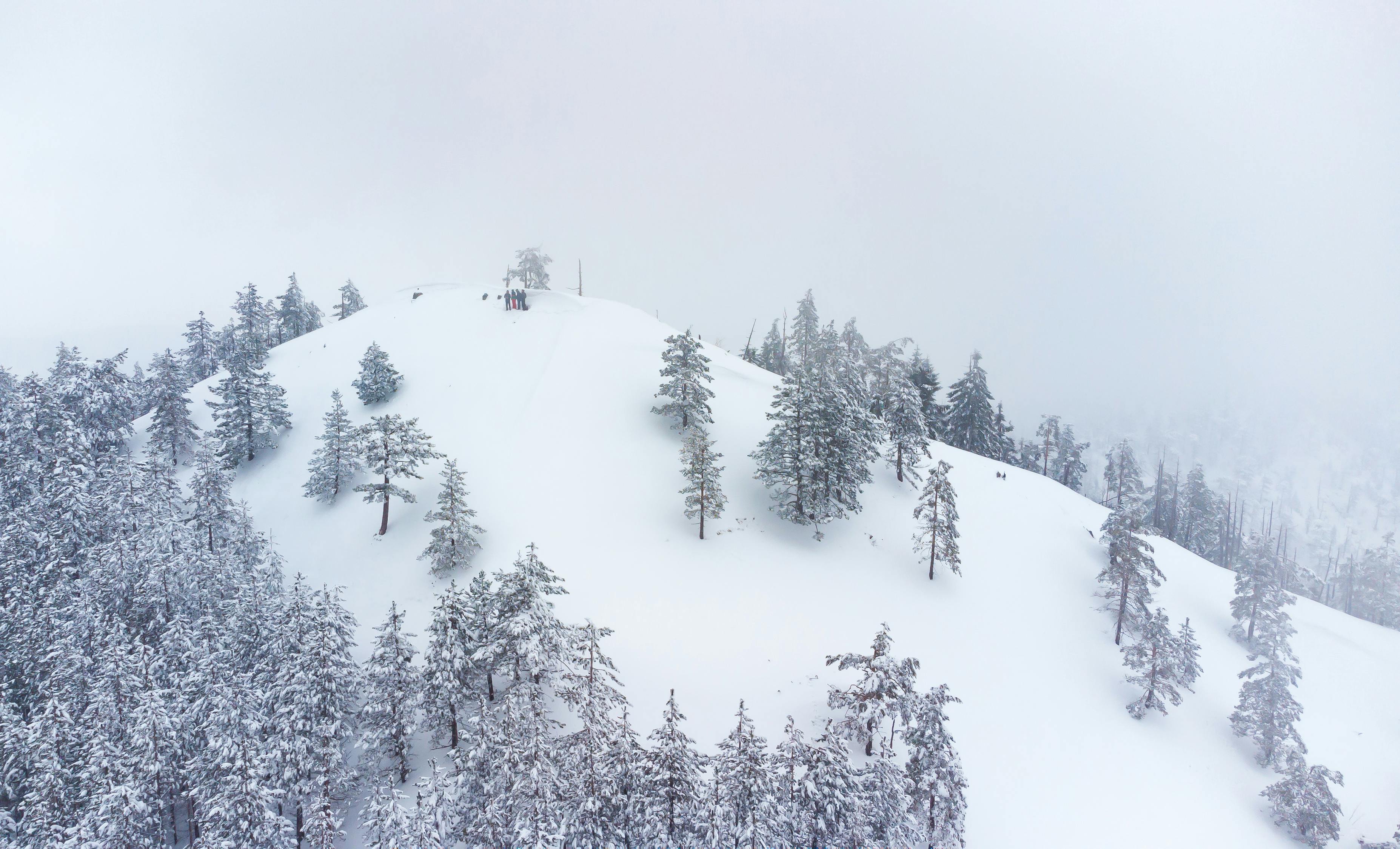 Coniferous Trees in a Valley in Winter · Free Stock Photo