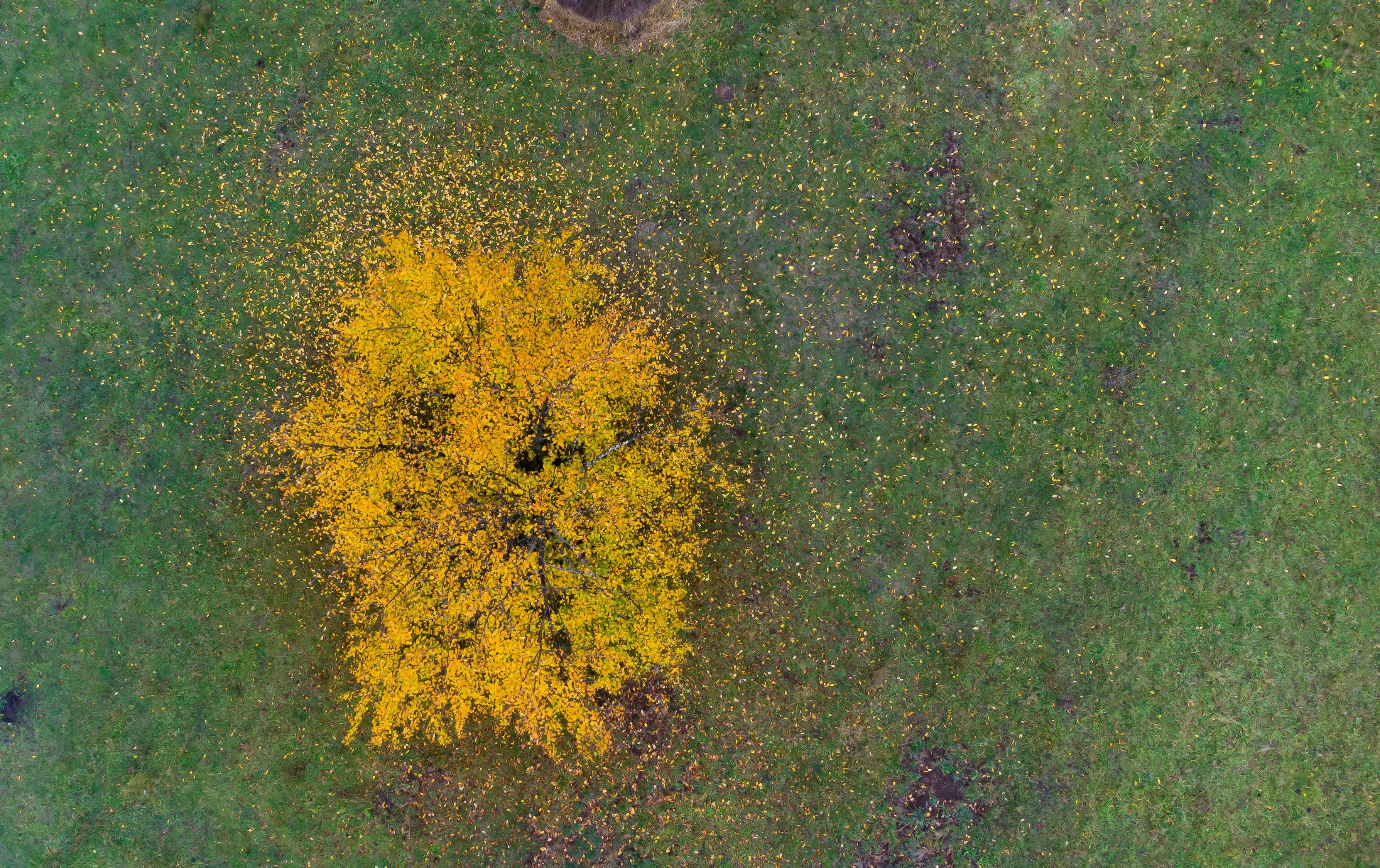 Aerial View of Trees in the Forest · Free Stock Photo