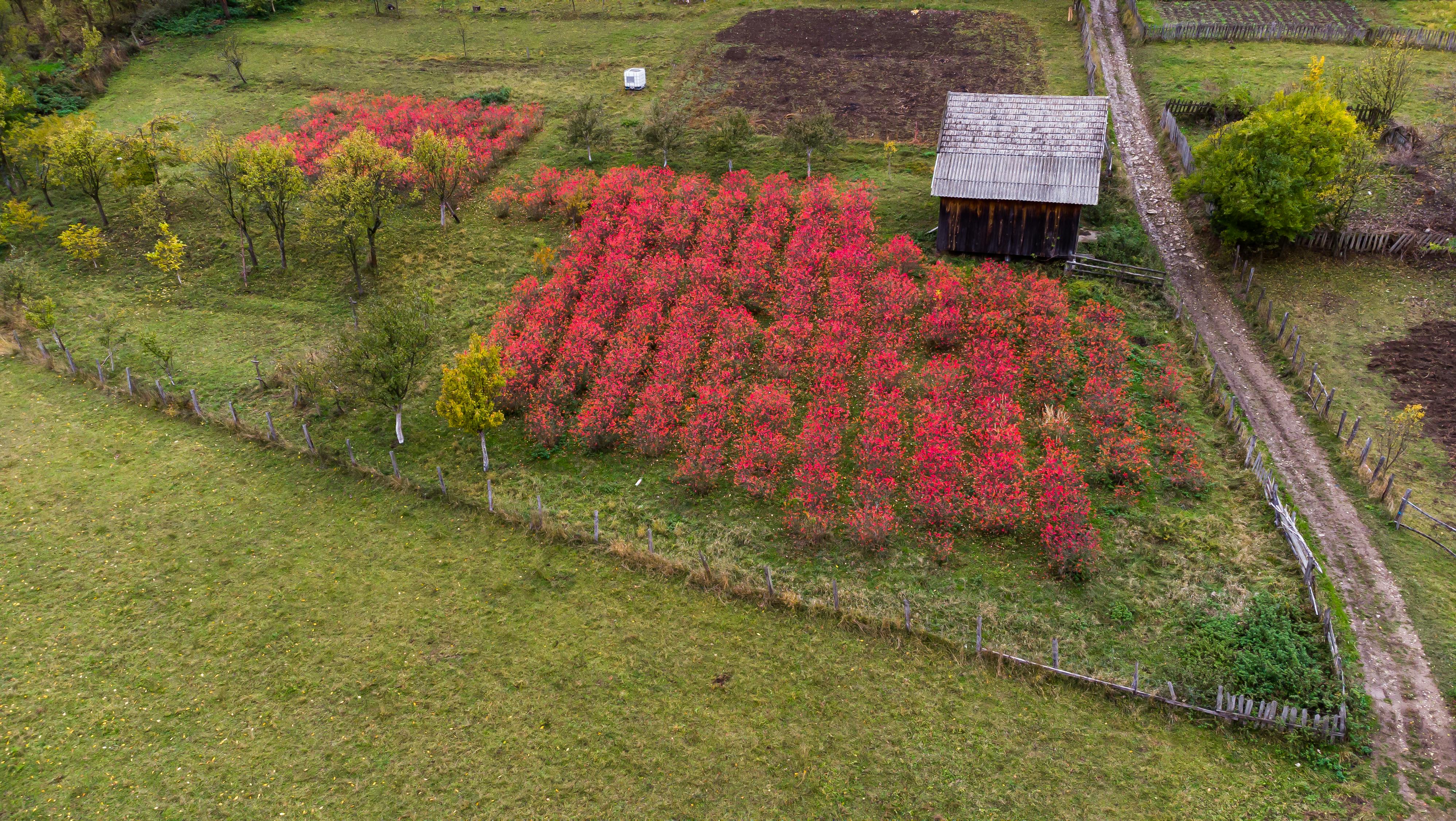Red Shrubs on a Field · Free Stock Photo