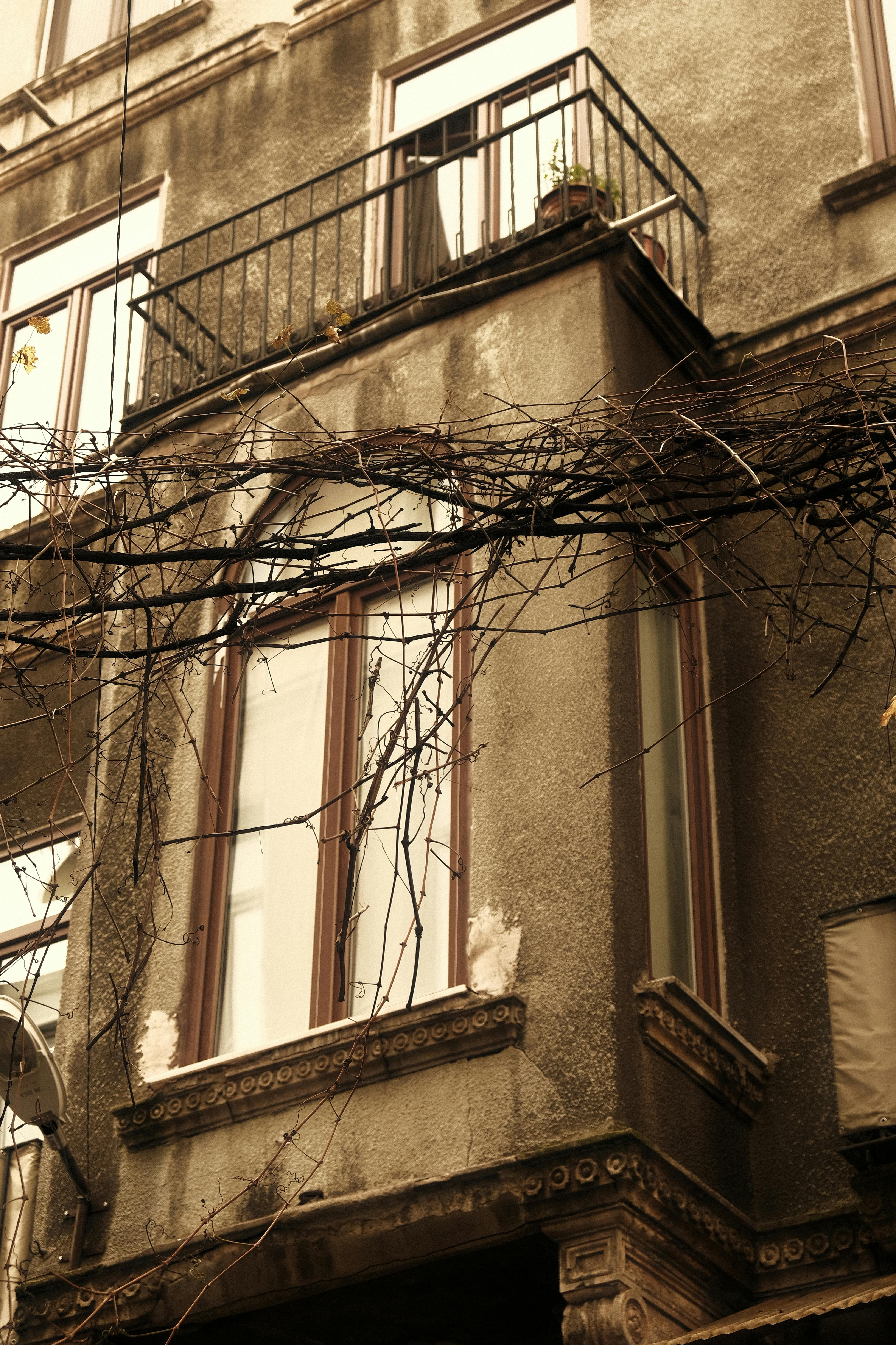 Branches and Building Wall behind · Free Stock Photo