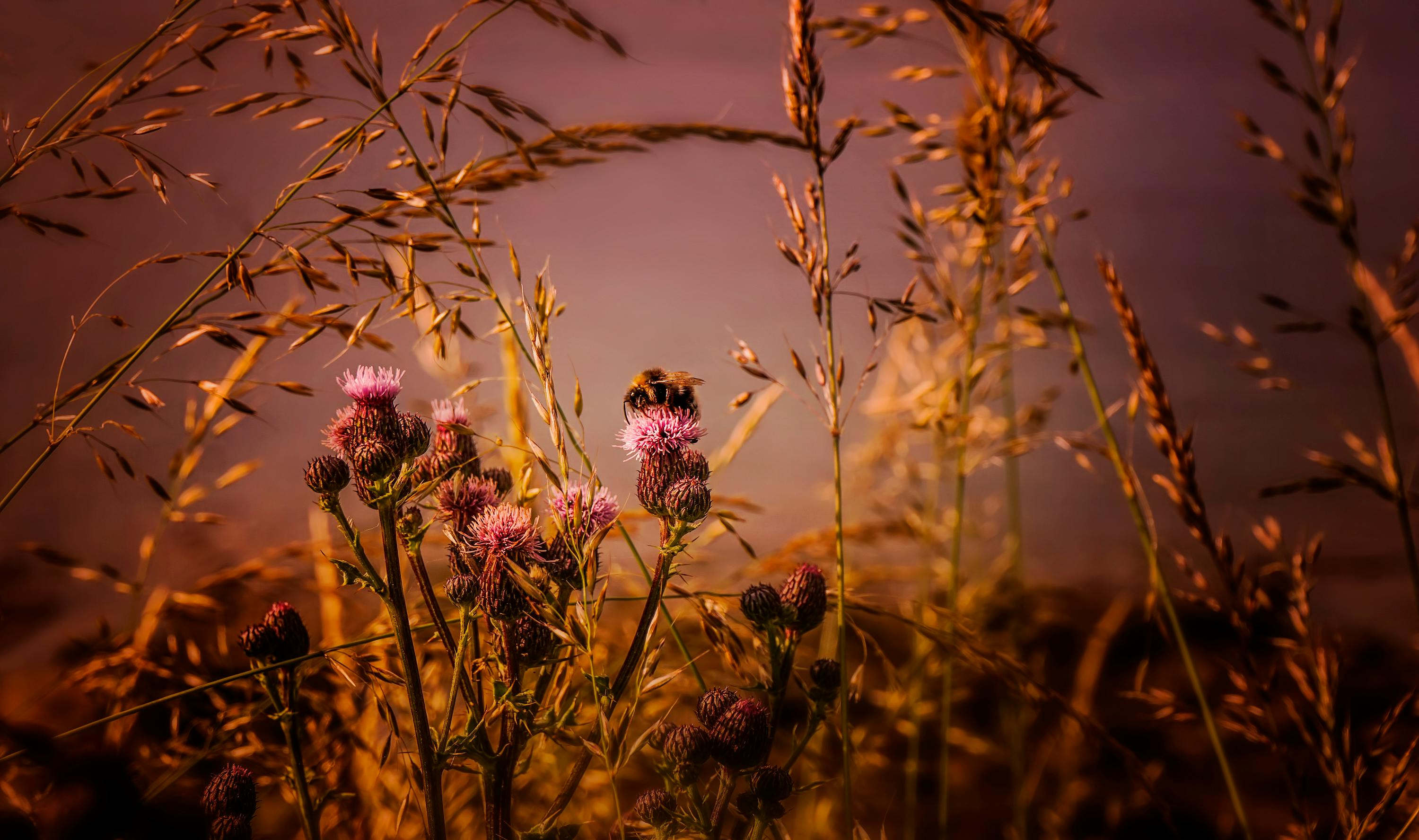 Shallow Focus Photography of Pink Flowers · Free Stock Photo