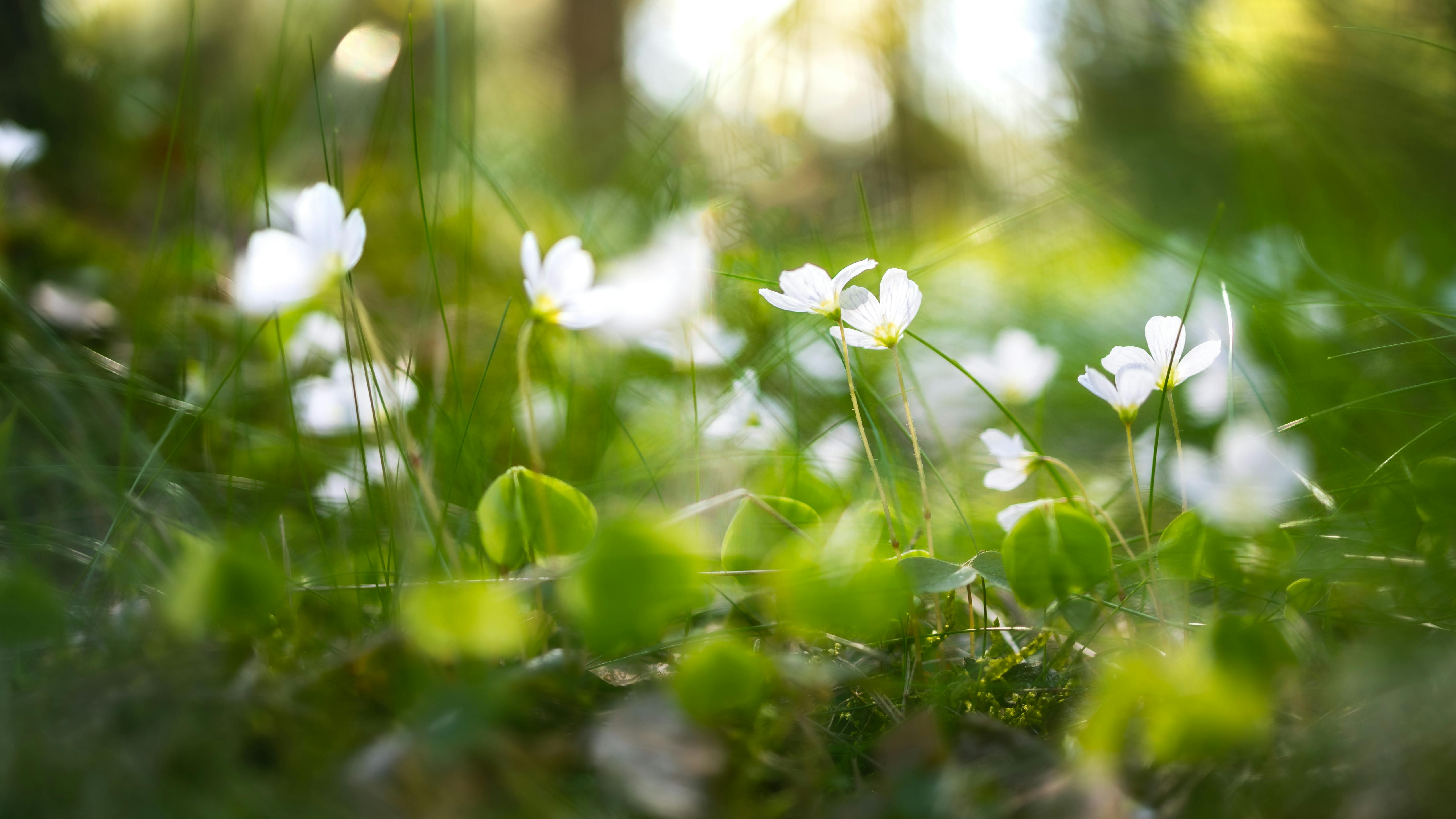 Spring! · Free Stock Photo
