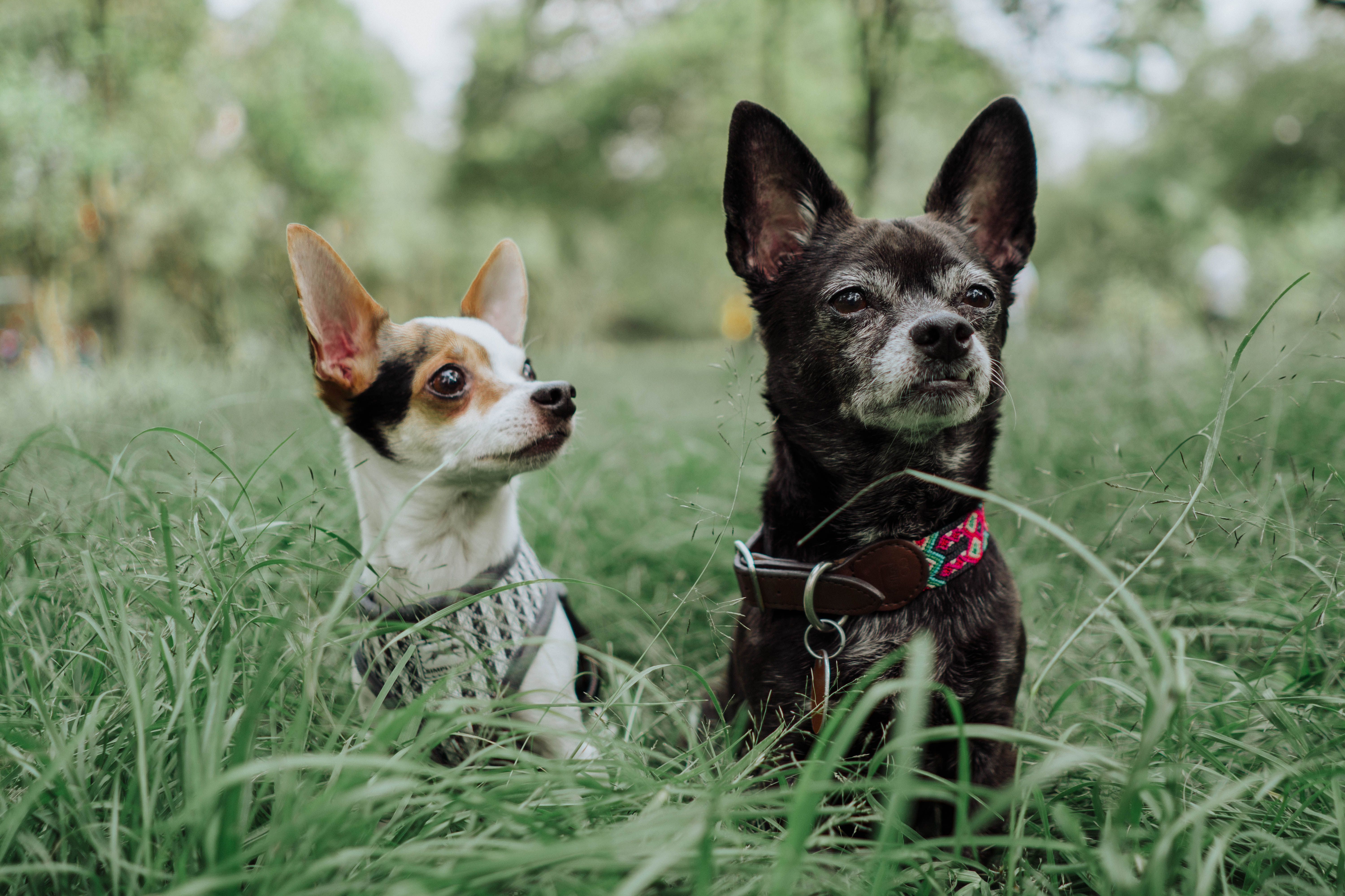 Perros Mamá E Hijo · Foto de stock gratuita