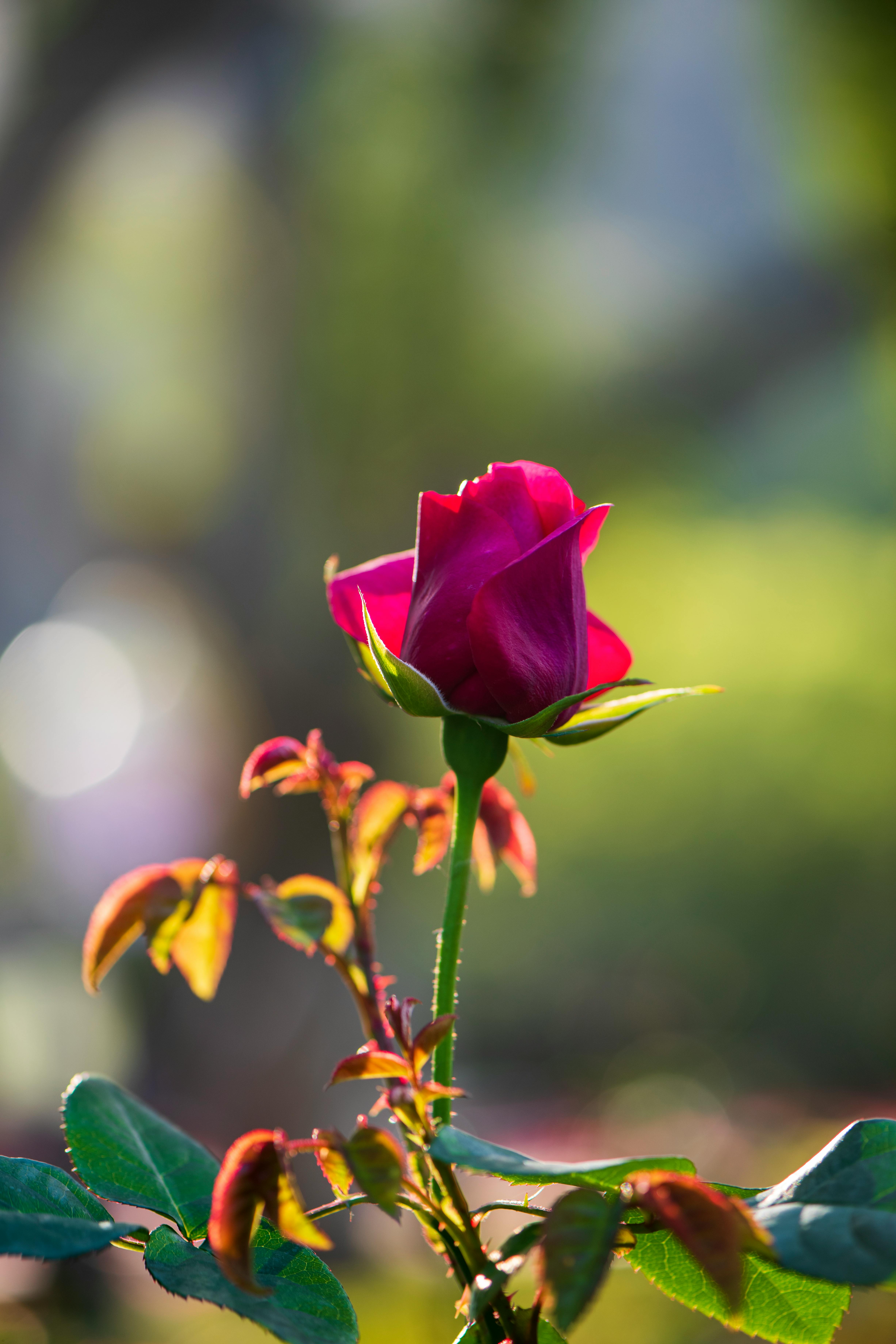 Rose Bald Photos, Download The BEST Free Rose Bald Stock Photos & HD Images