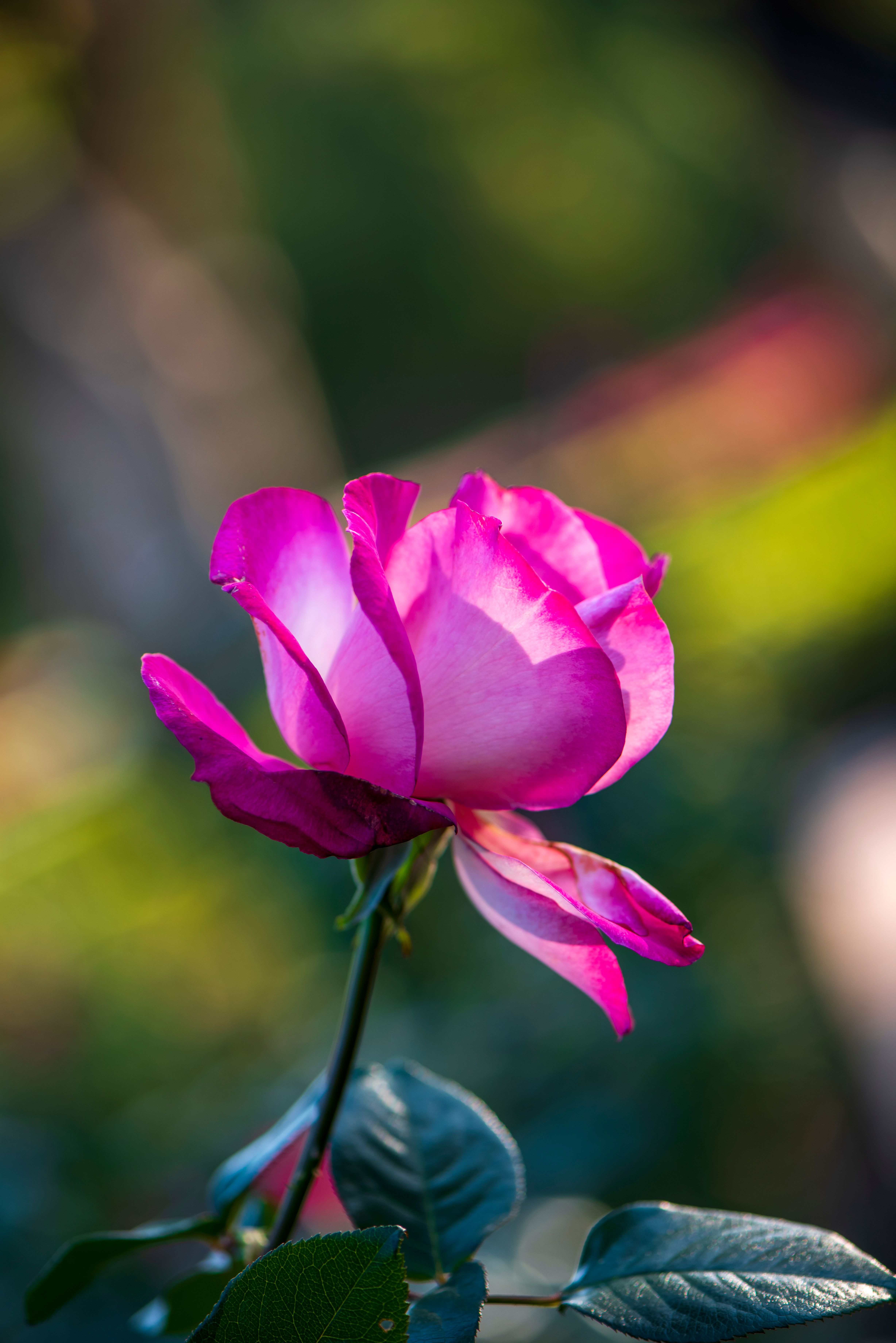 Close up of Sweet Pea Flower · Free Stock Photo