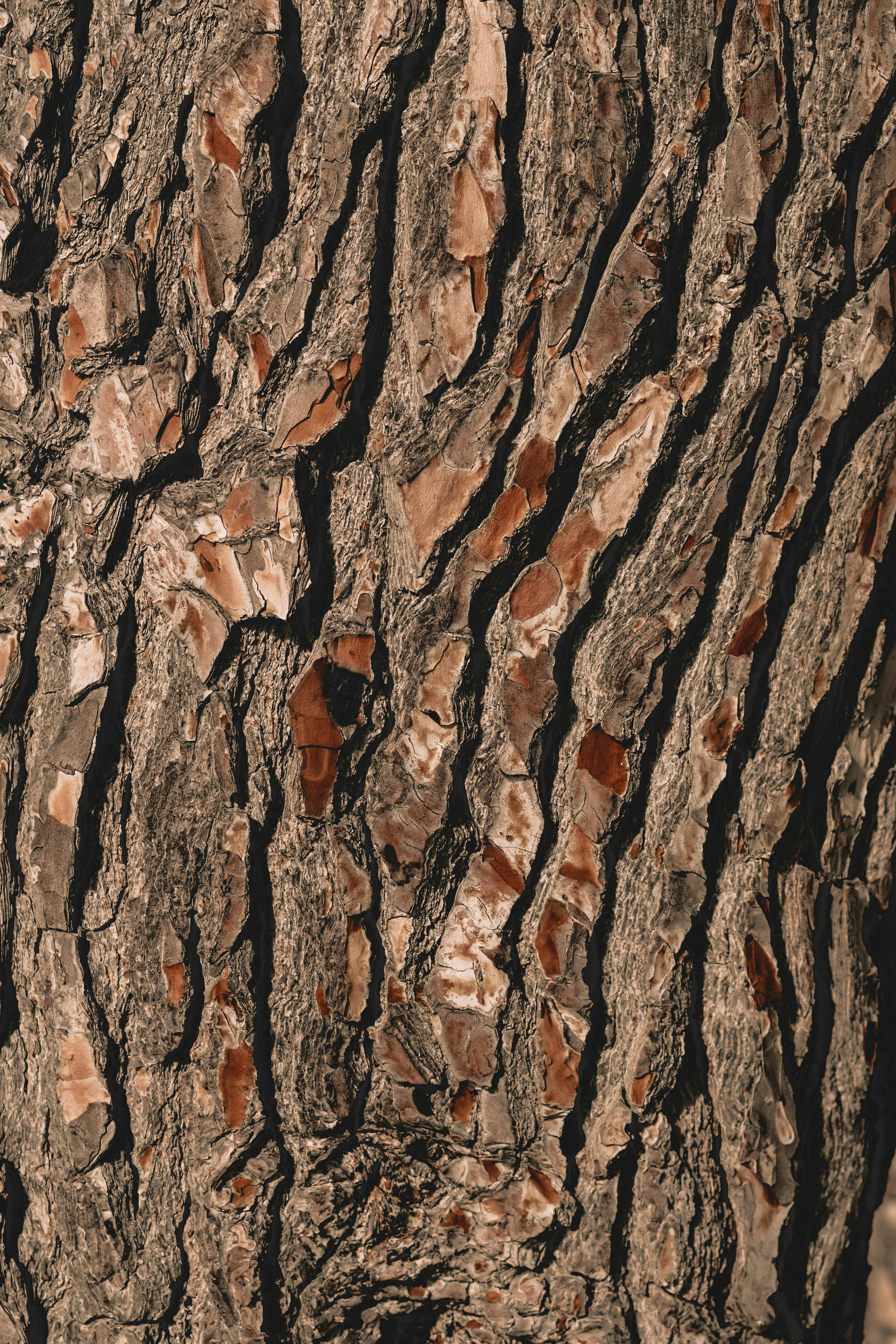 Rough bark of tree trunk in daytime · Free Stock Photo