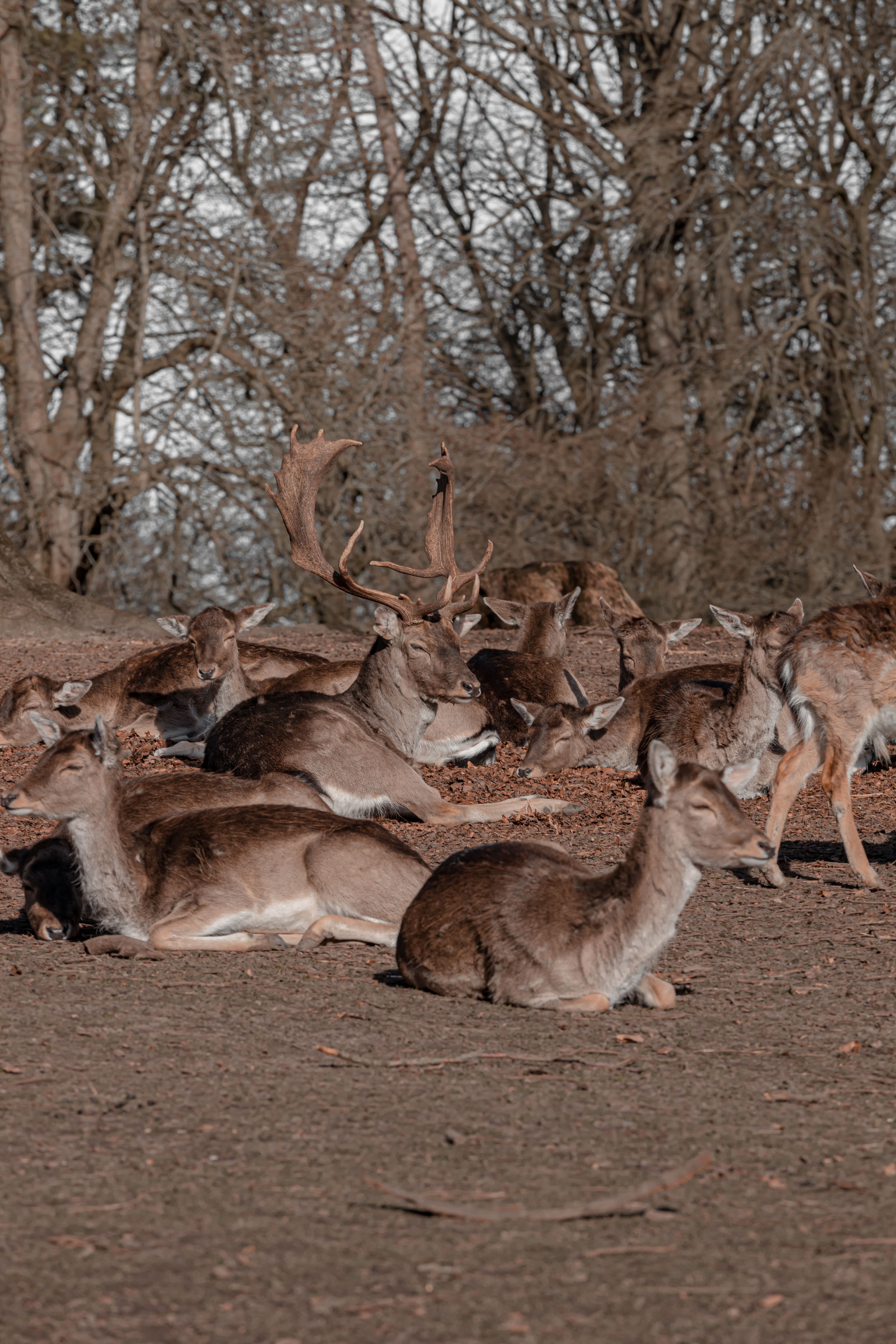 Herd of Deer in a Forest · Free Stock Photo