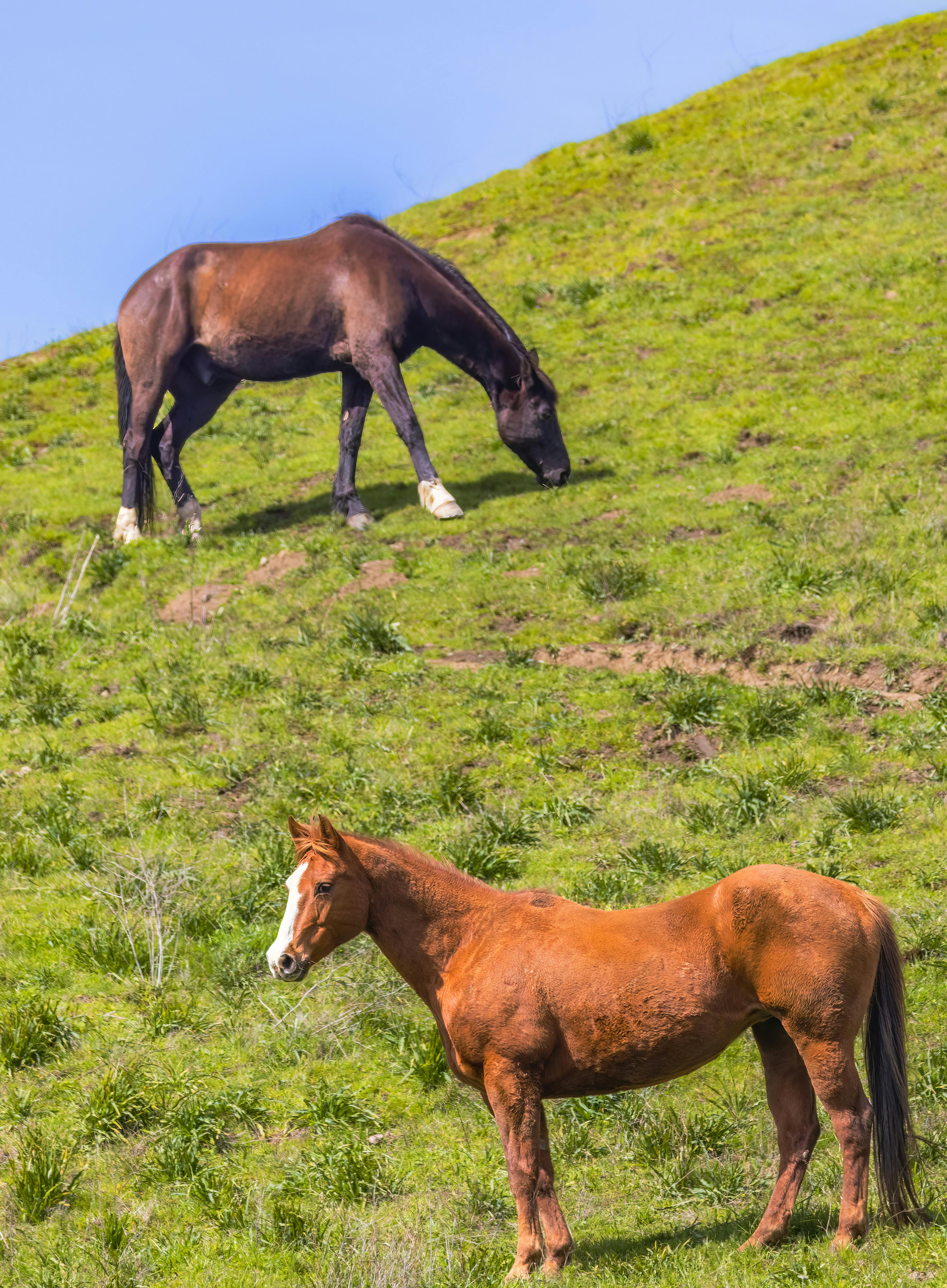Wild Horses in Nature · Free Stock Photo