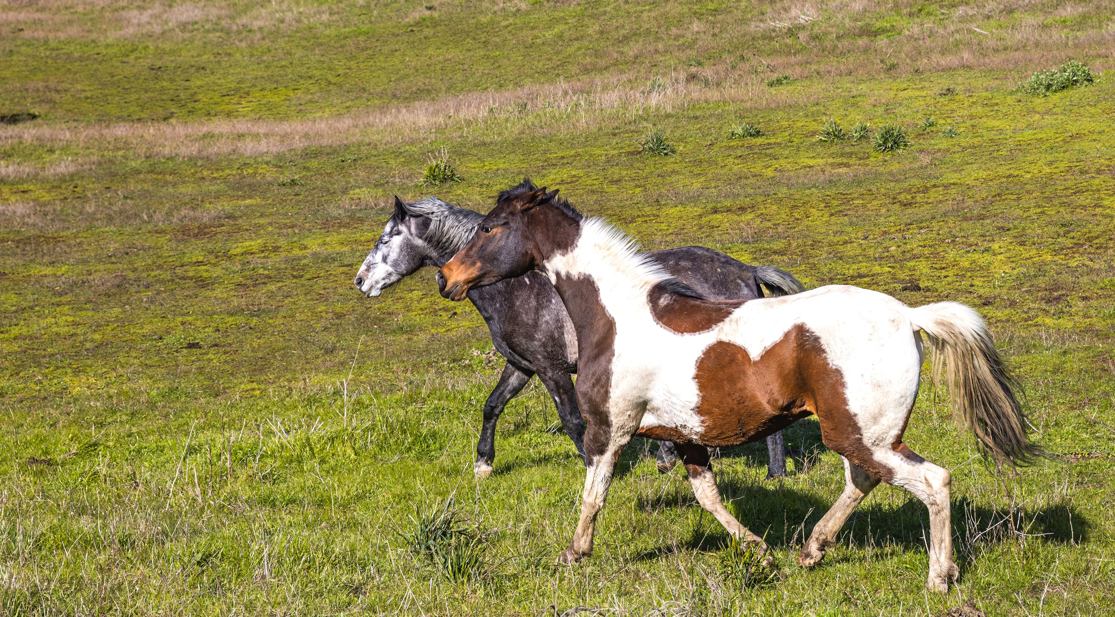Wild Horses Moving on Grass · Free Stock Photo