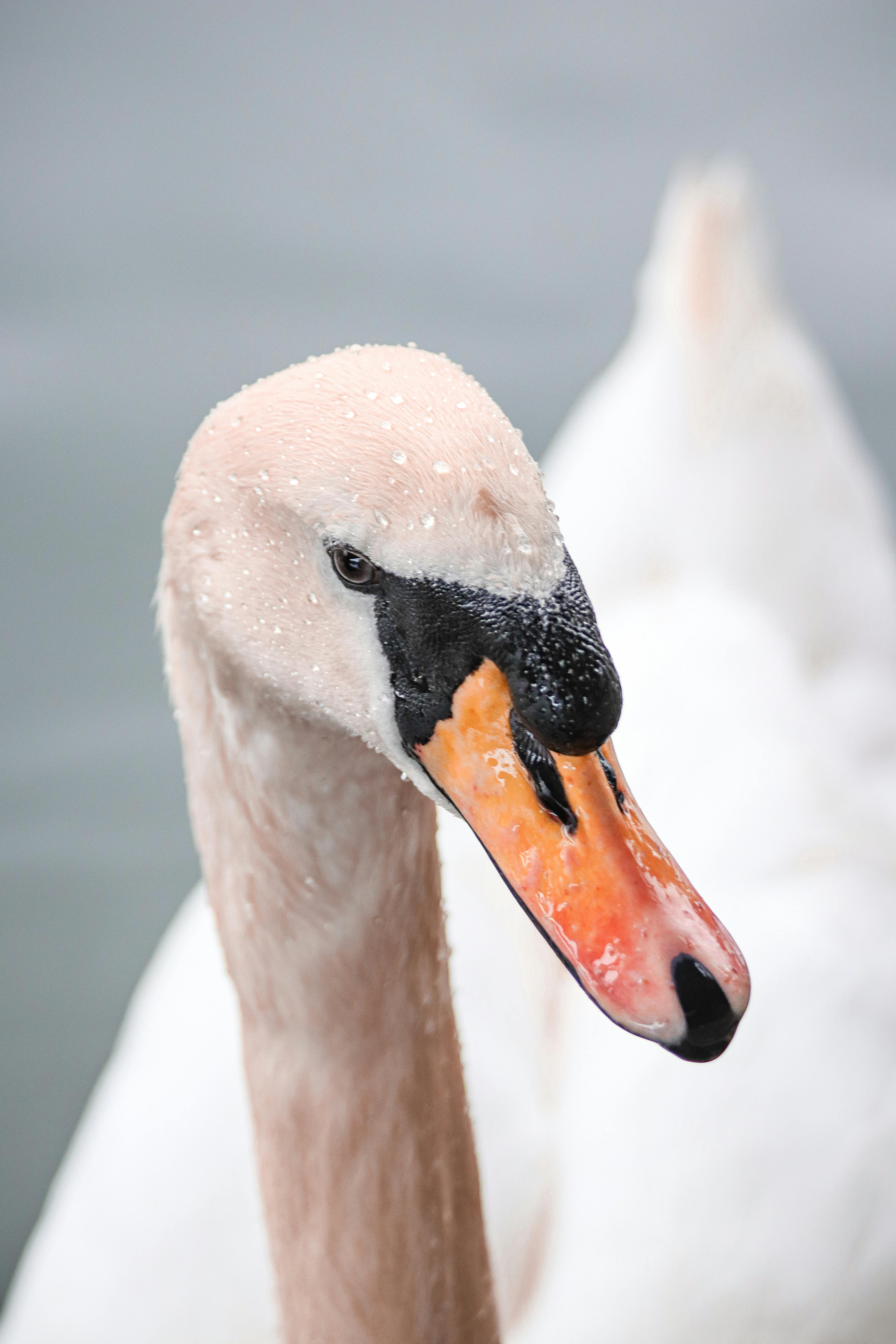 Close-up on Wet Swan · Free Stock Photo