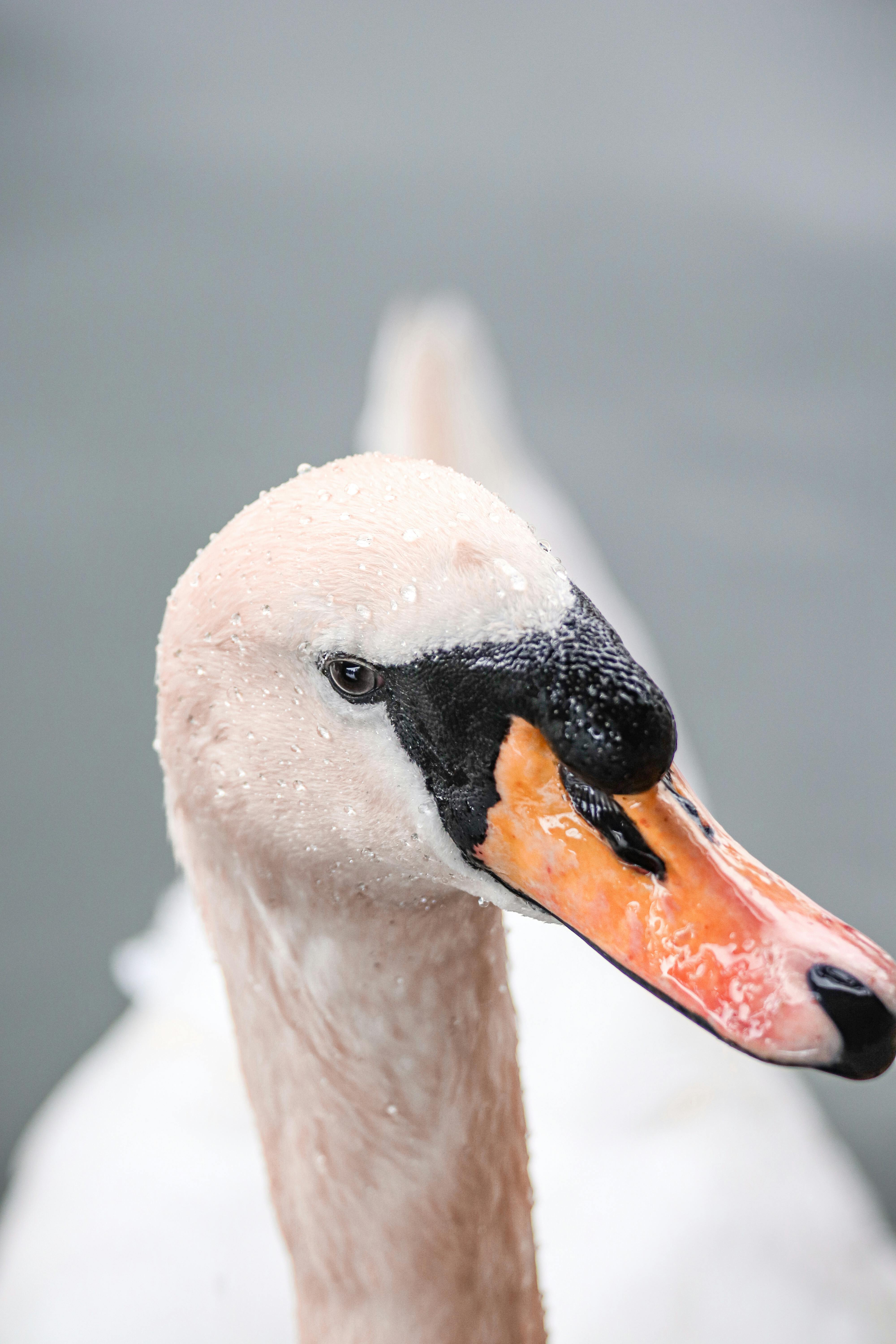 Swan Covering Chicks Photos, Download The BEST Free Swan Covering ...