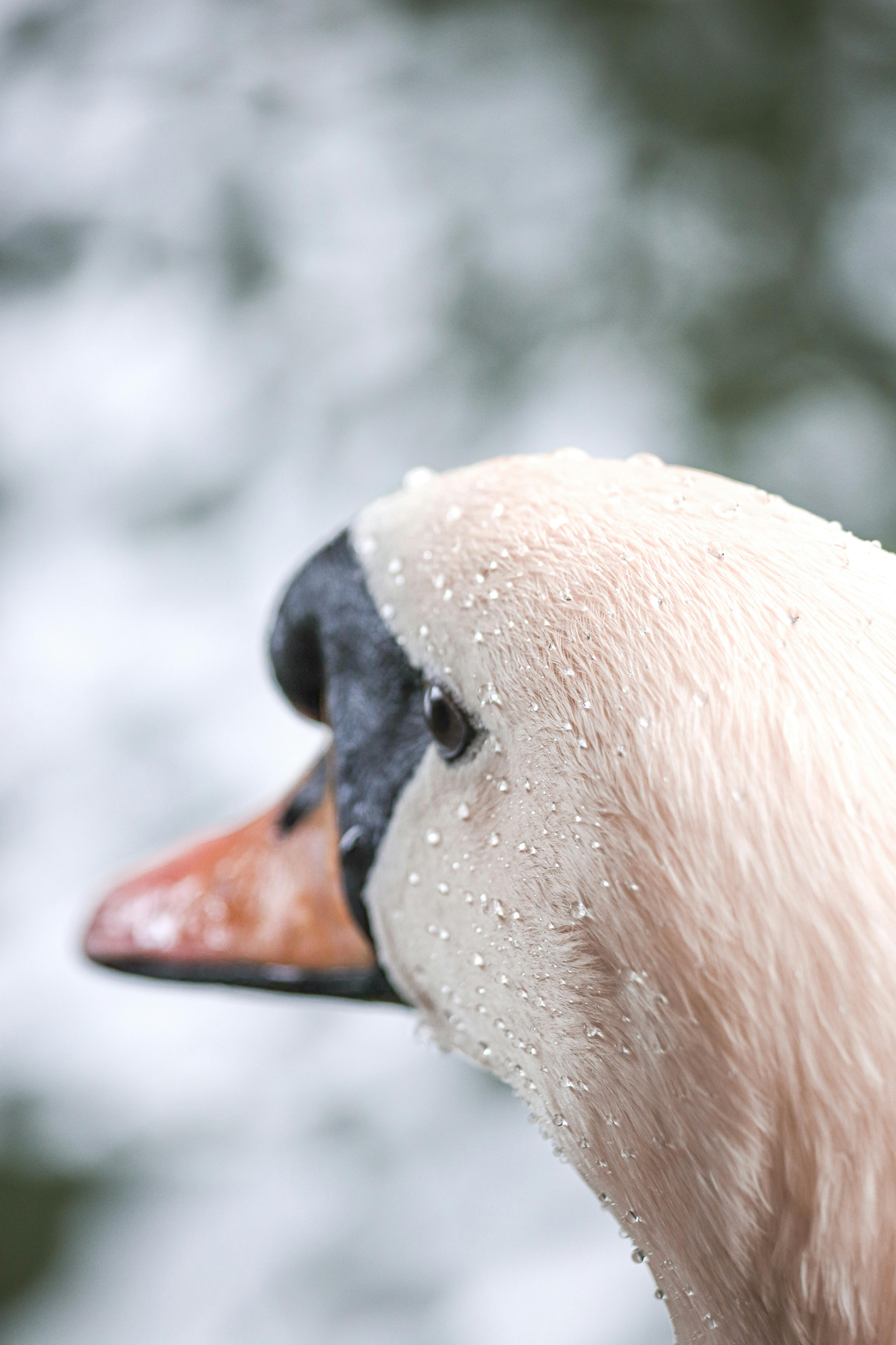 Swan Covering Chicks Photos, Download The BEST Free Swan Covering ...