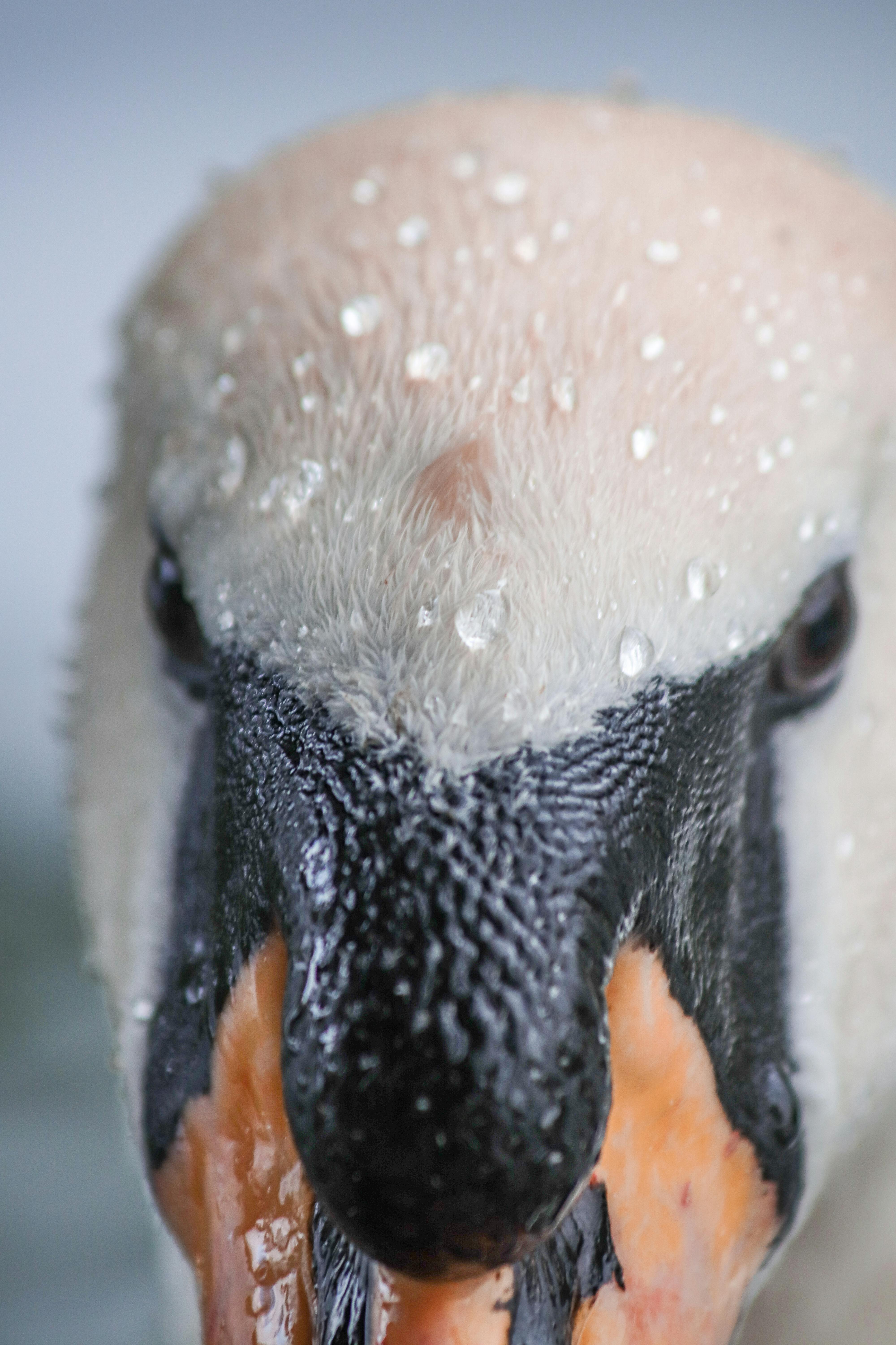 Close-up on Swans Beak · Free Stock Photo