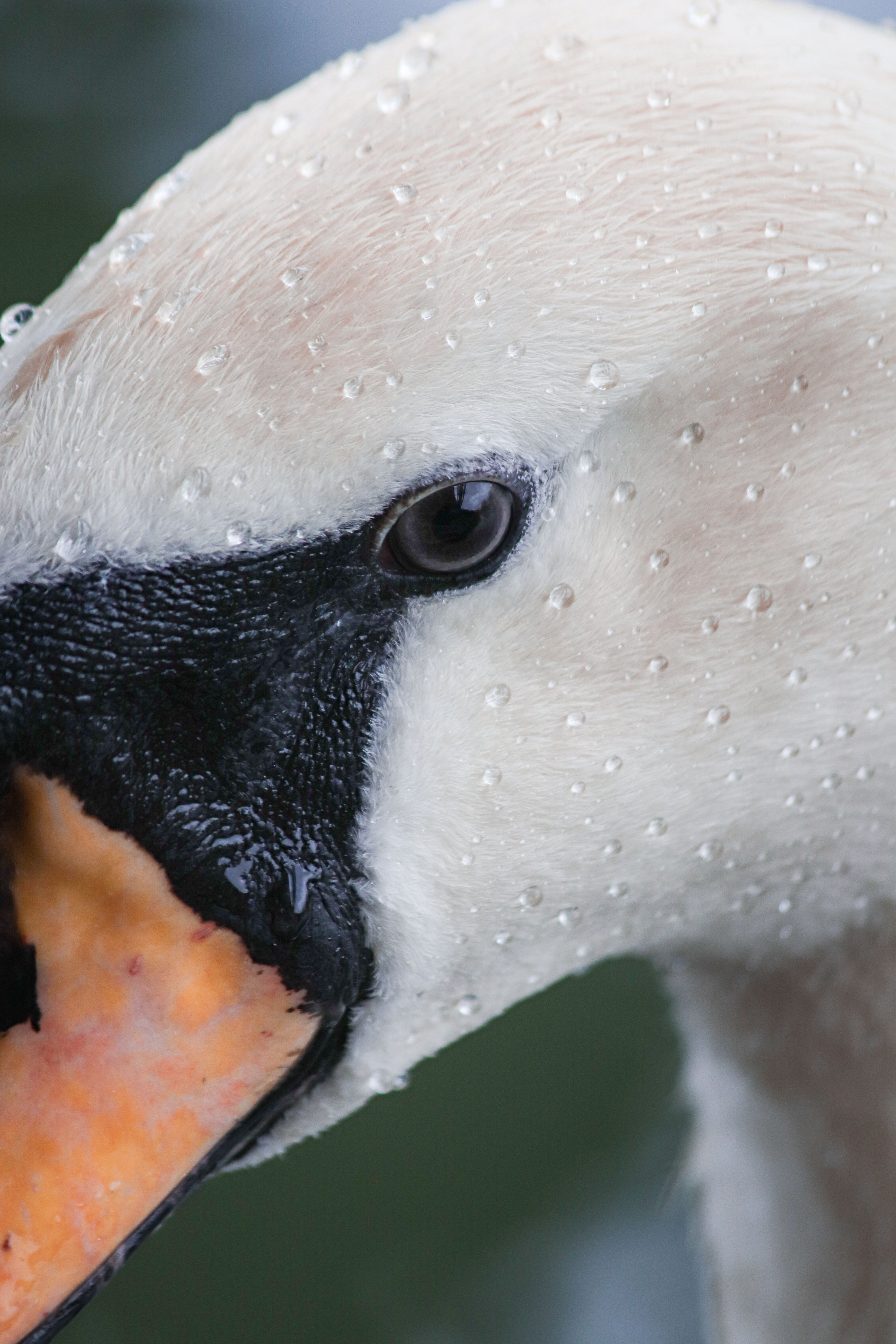 Close-up on Face of Swan · Free Stock Photo