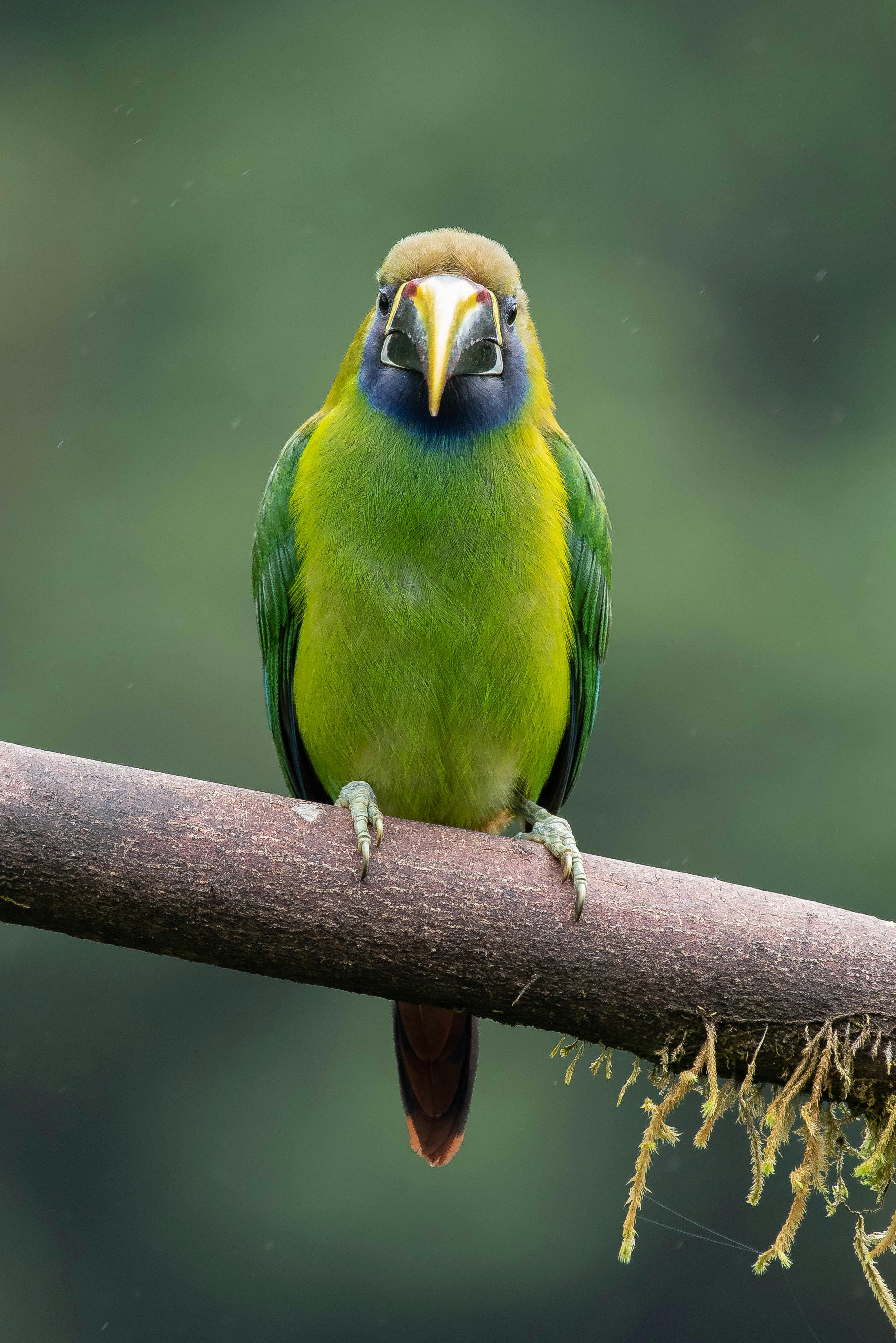 Parrots on Branches · Free Stock Photo