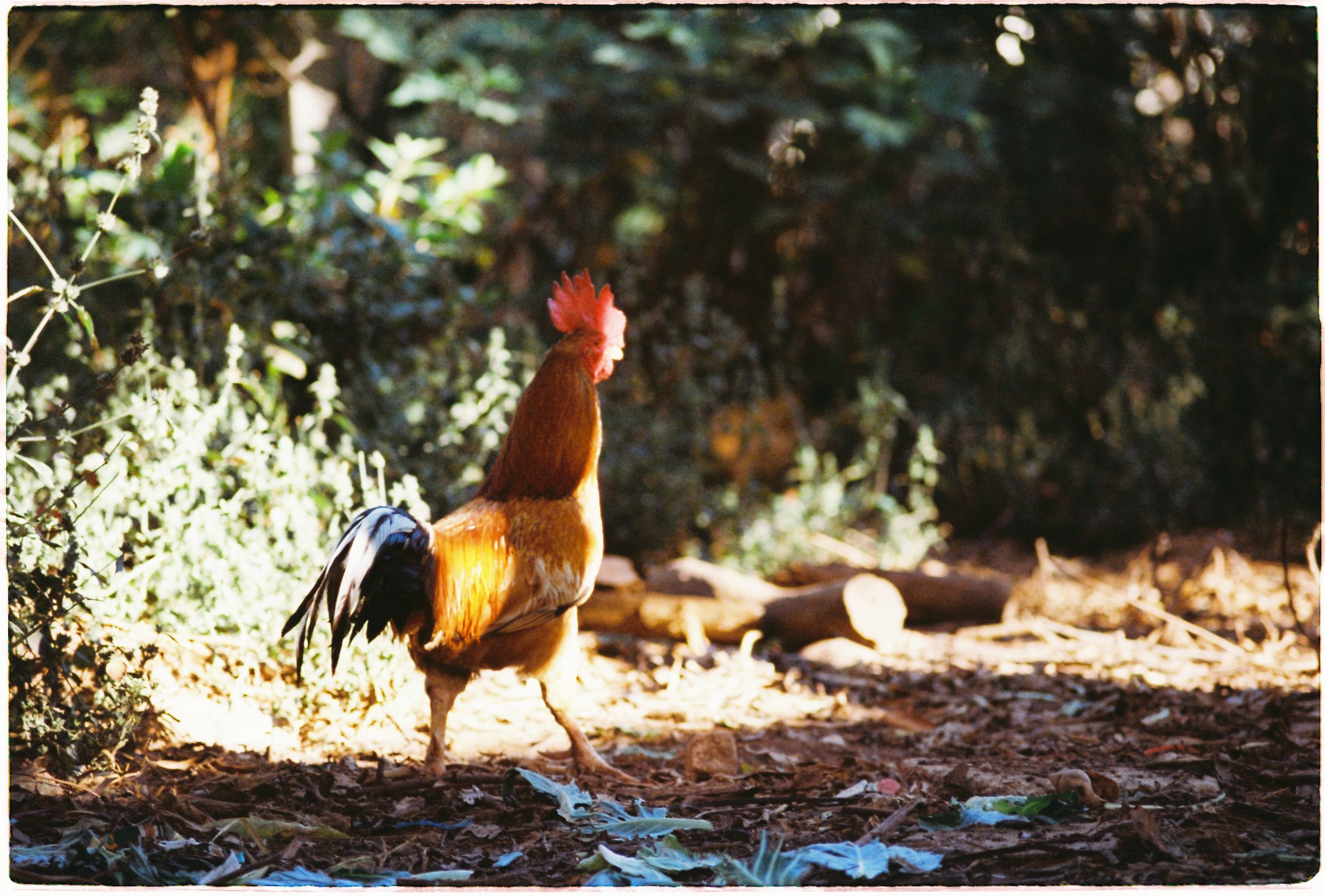 A Rooster on a Farm · Free Stock Photo