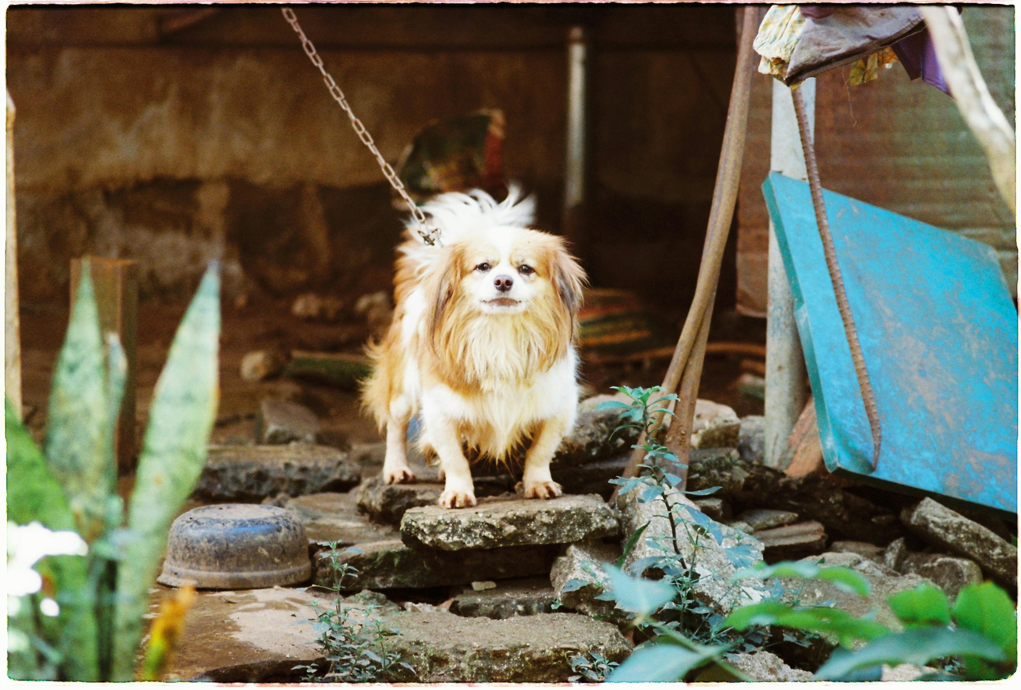 Fluffy Dog on Leash · Free Stock Photo