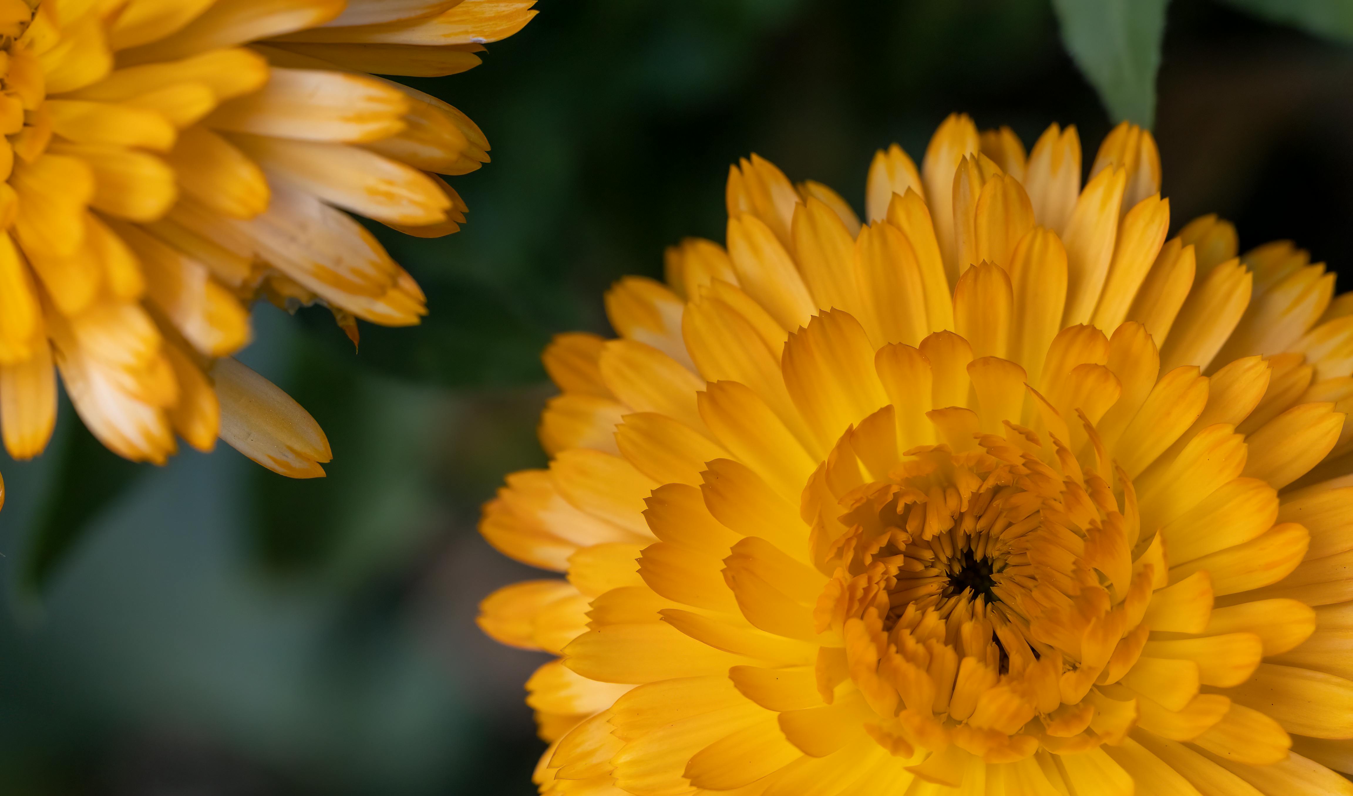 Blooming and Budding Flowers · Free Stock Photo