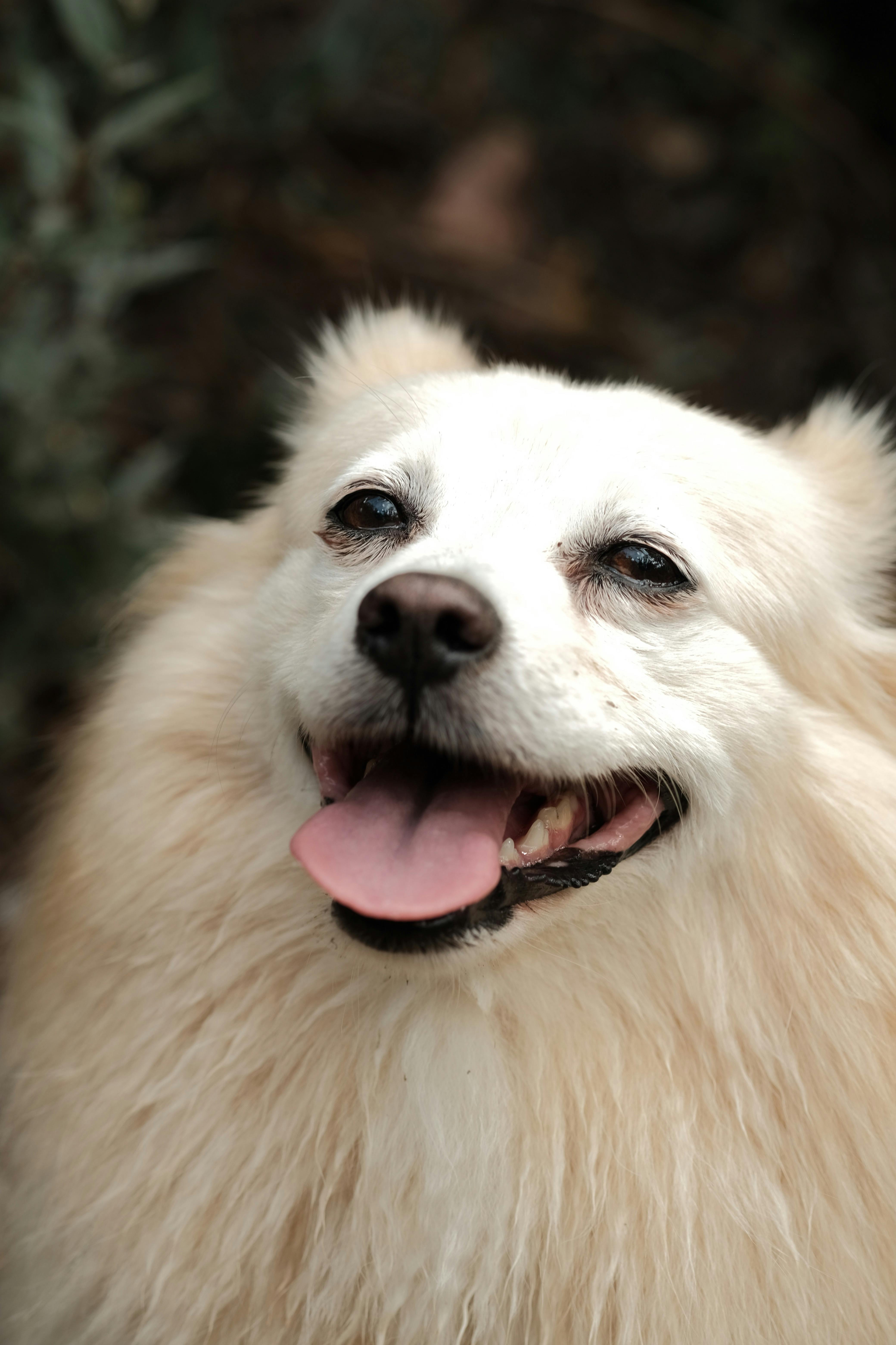 Fluffy Furry Dog · Free Stock Photo