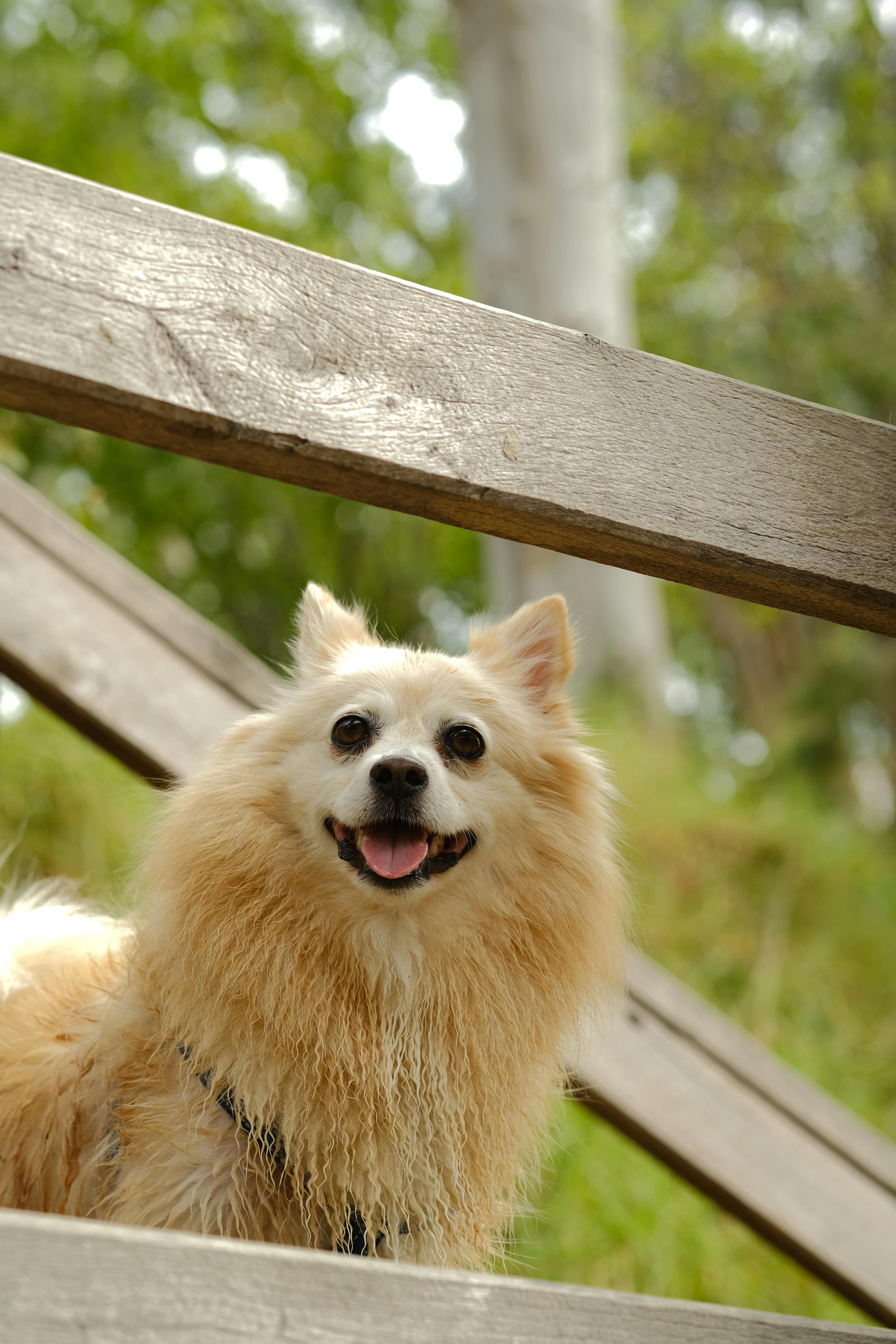 Small Happy Dog Standing by Wooden Fence · Free Stock Photo