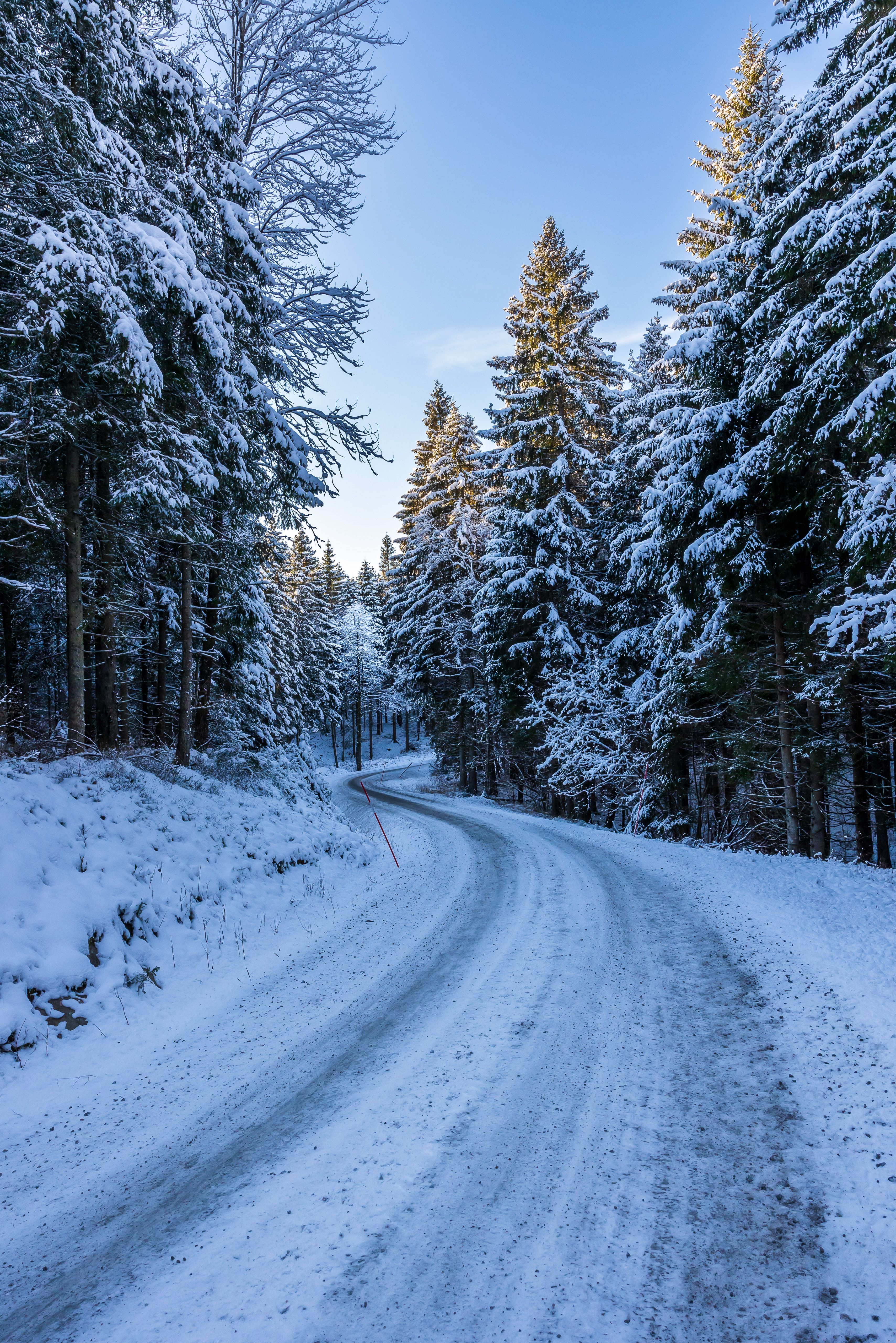 Road through Forest in Snow · Free Stock Photo