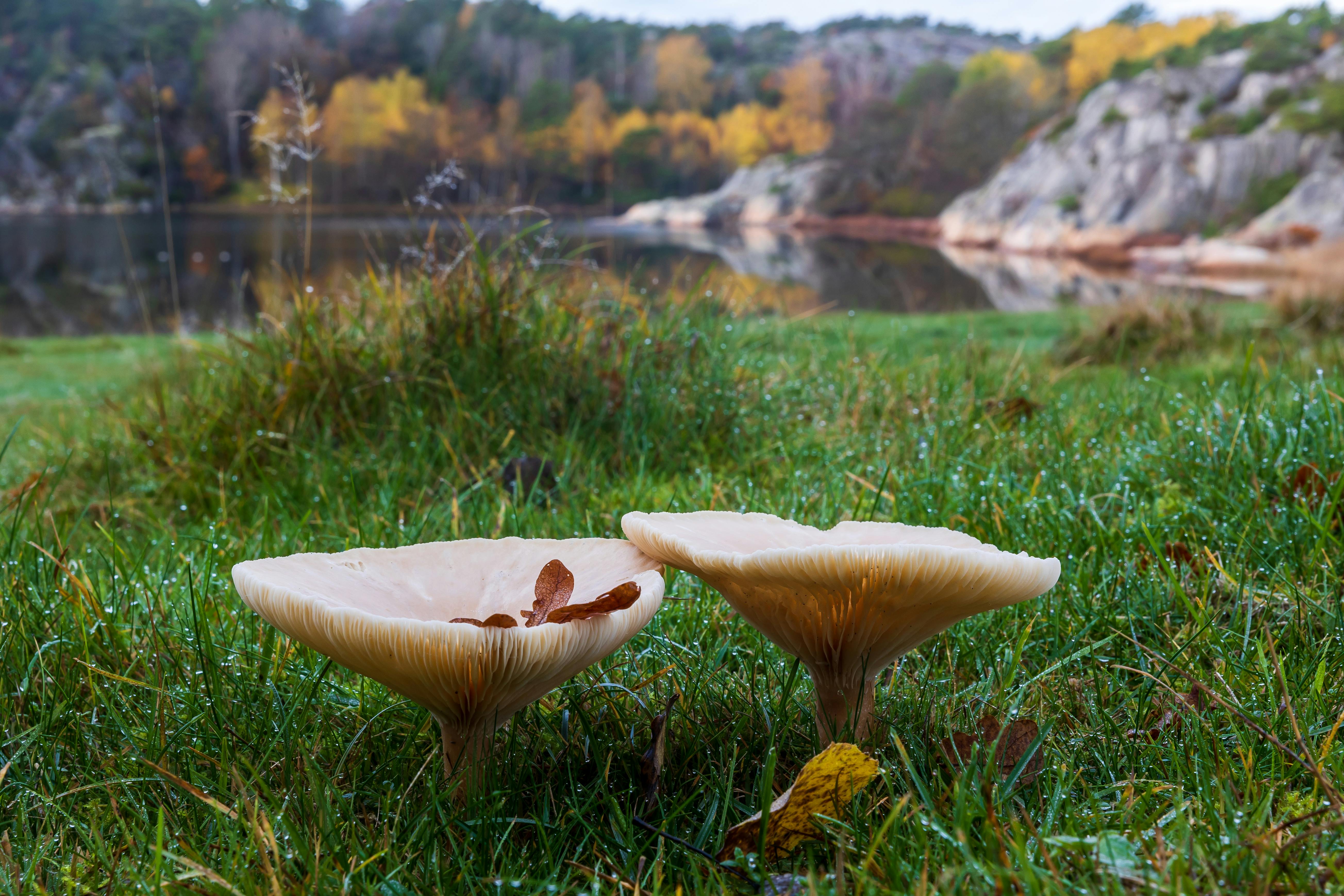 Ulle Haddock - 사진