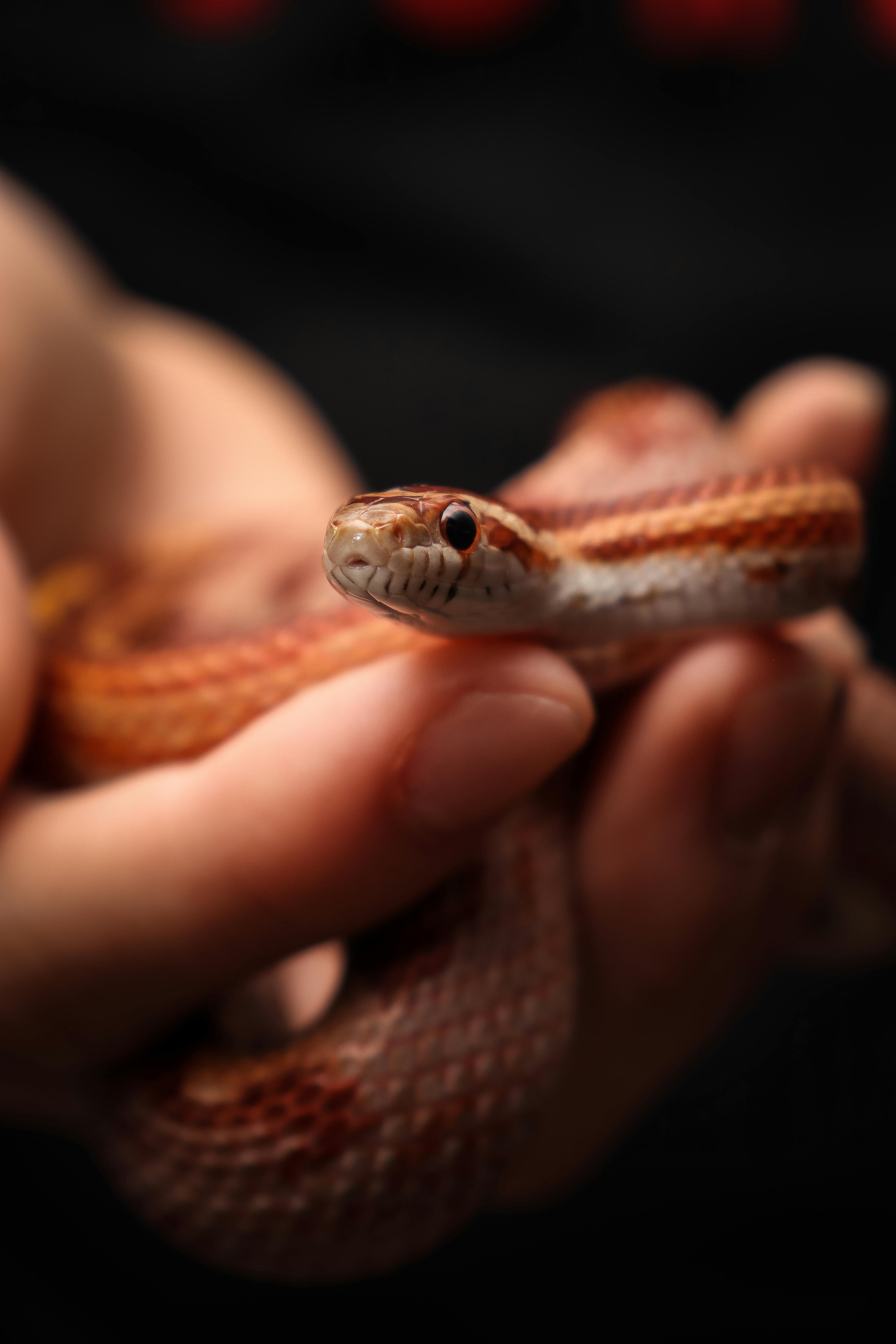 Fingers Holding Snake · Free Stock Photo