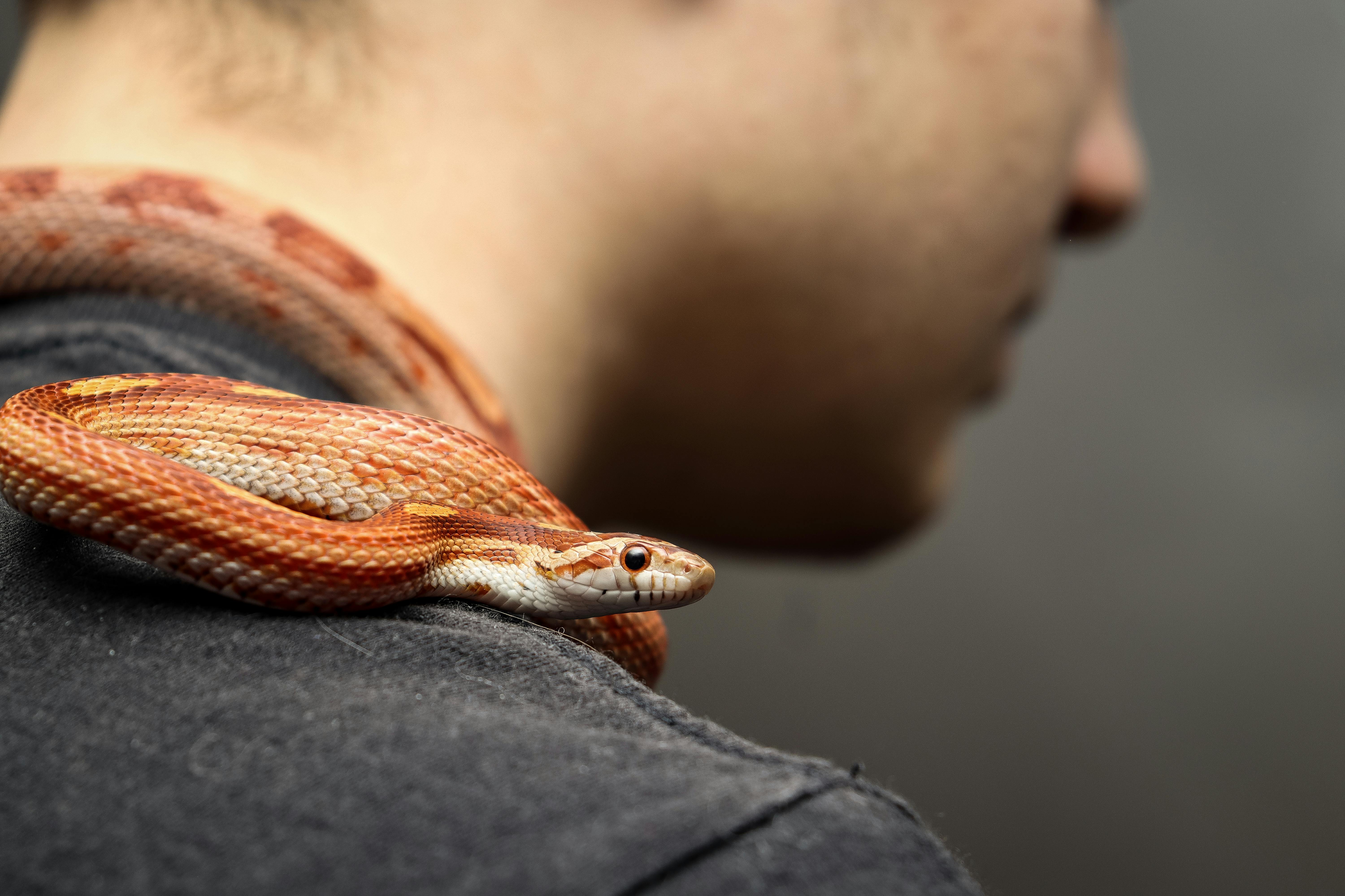 Red Snake on Man Shoulder · Free Stock Photo