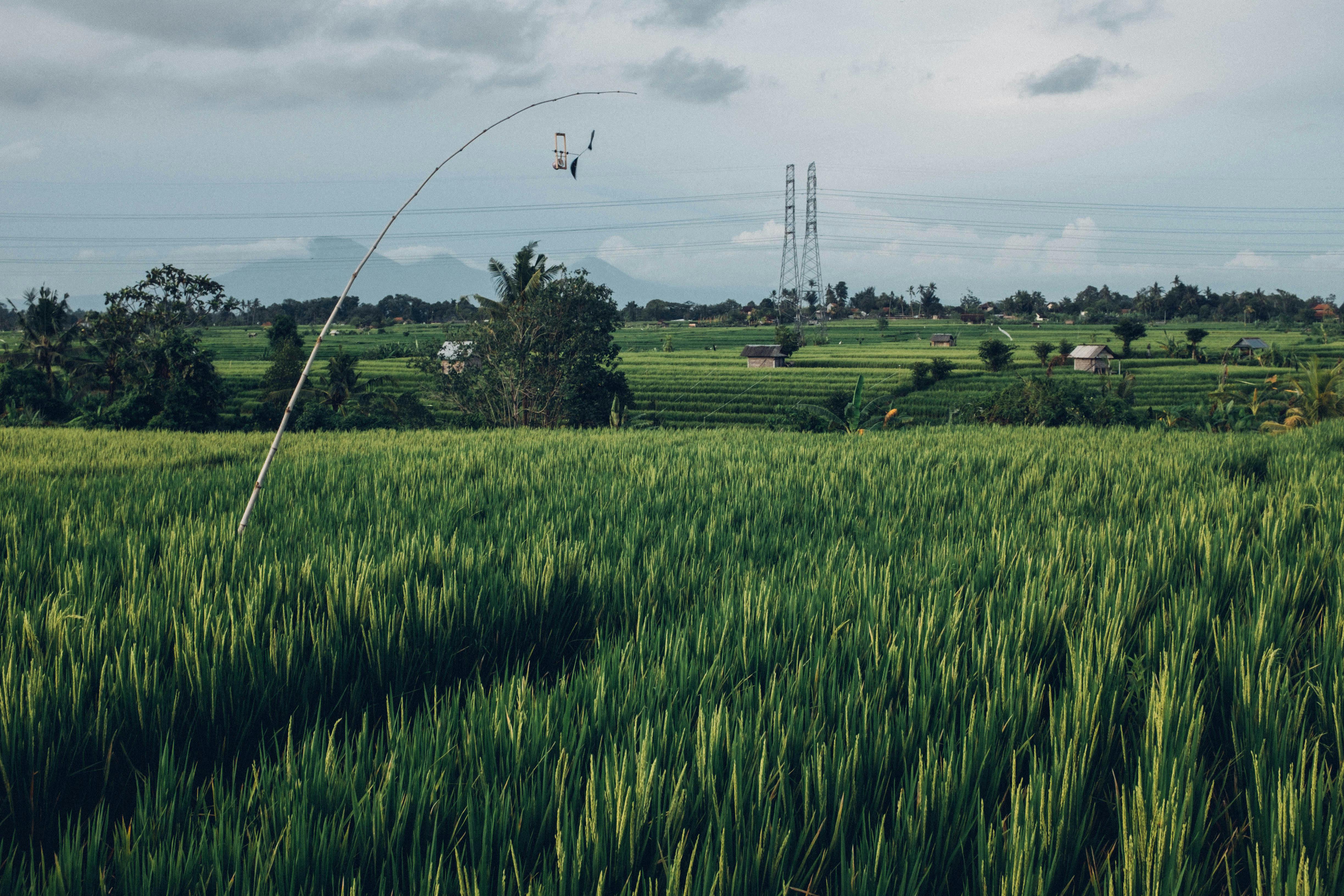 Green, Rural Field · Free Stock Photo