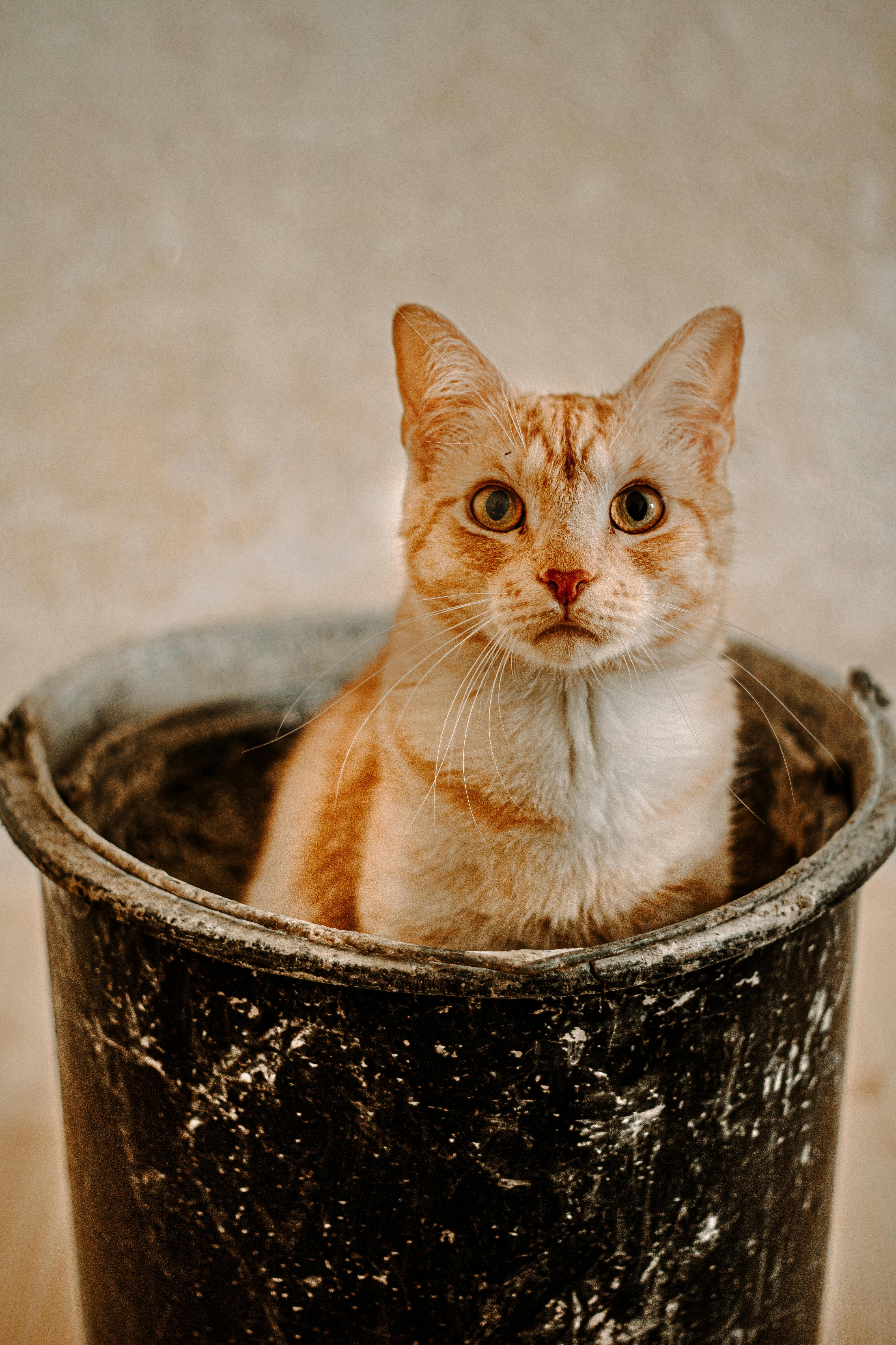 Ginger Cat in Bucket · Free Stock Photo