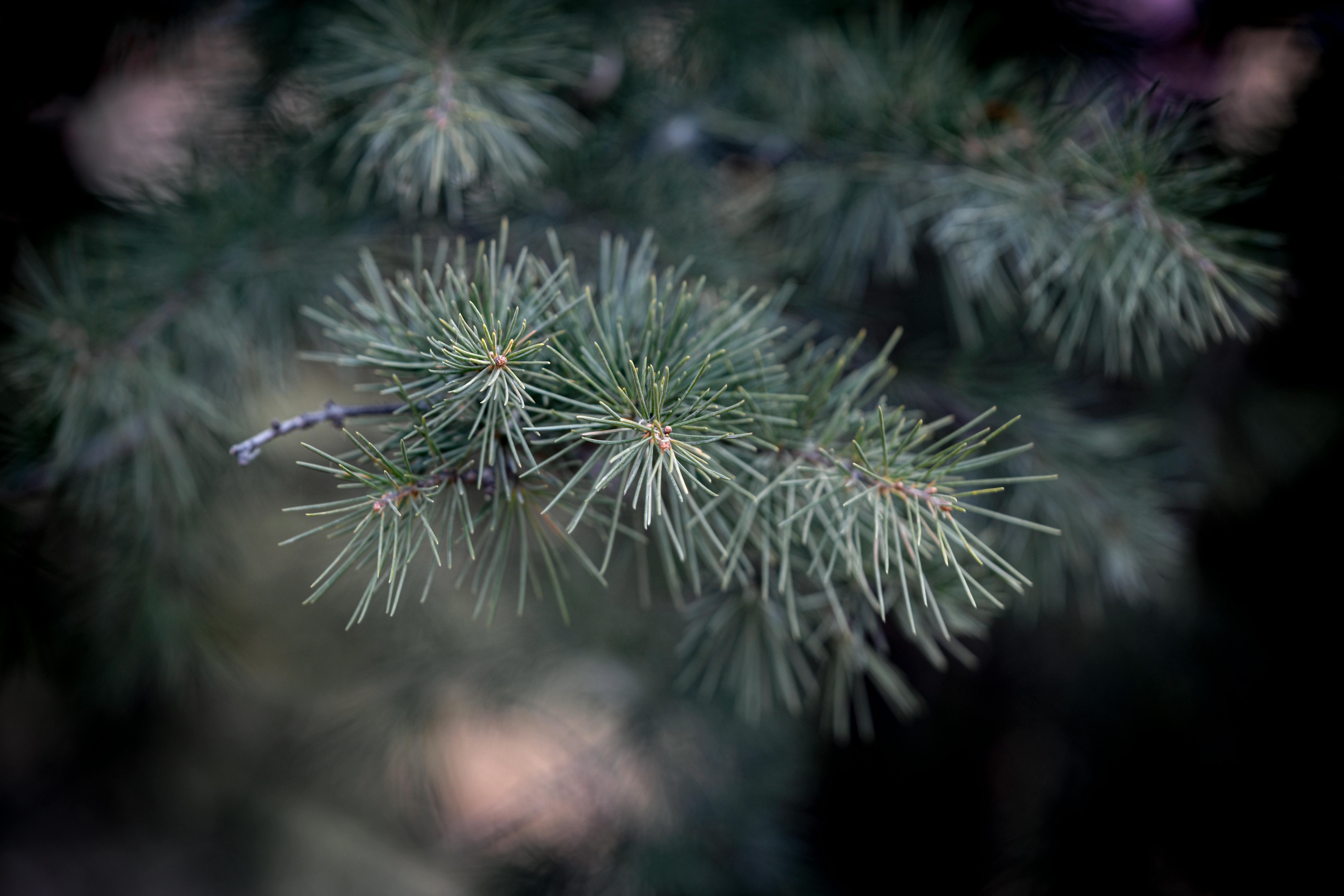 Close-up of Conifer Tree Branches · Free Stock Photo