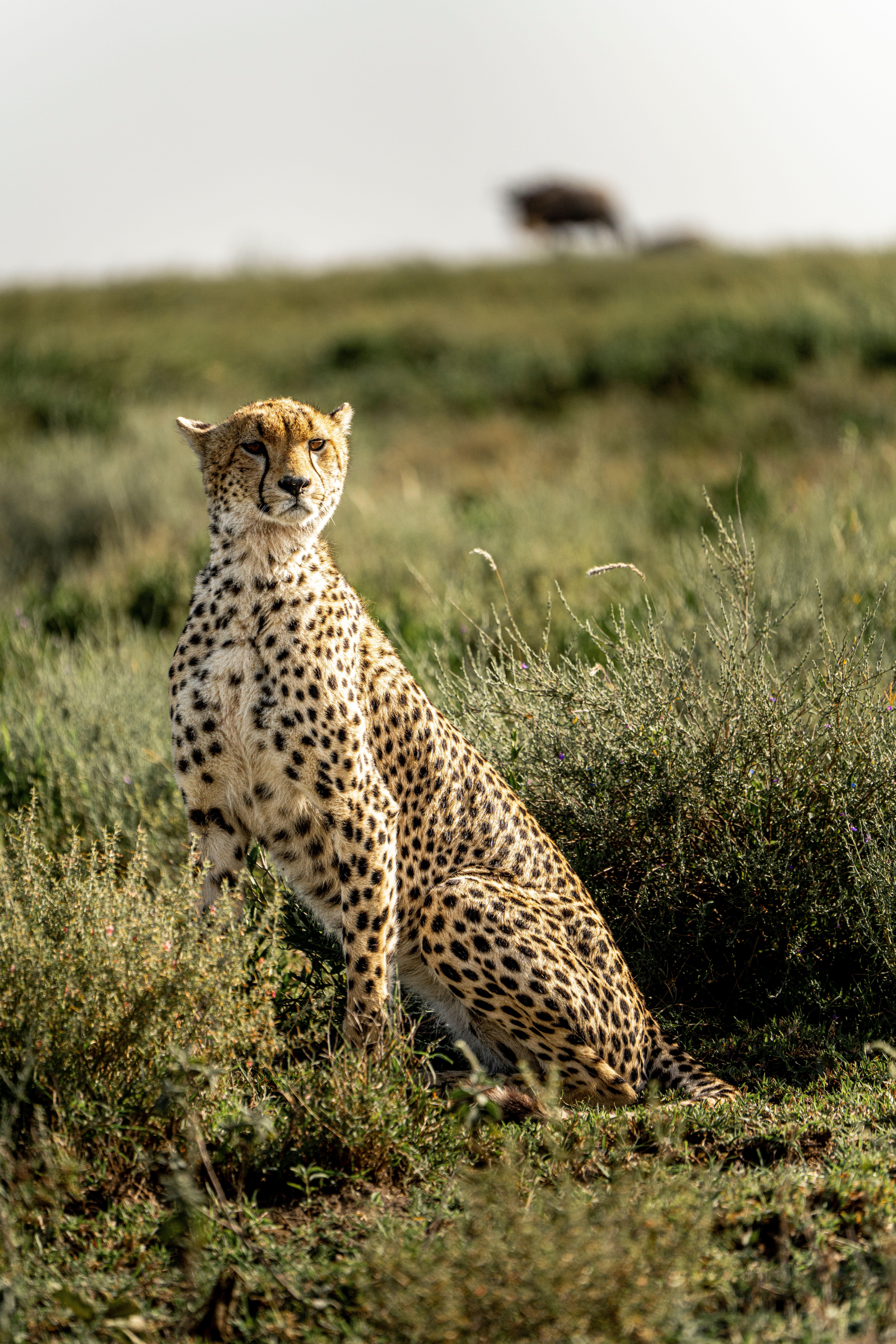 East African Cheetah Sitting in Rural Area · Free Stock Photo