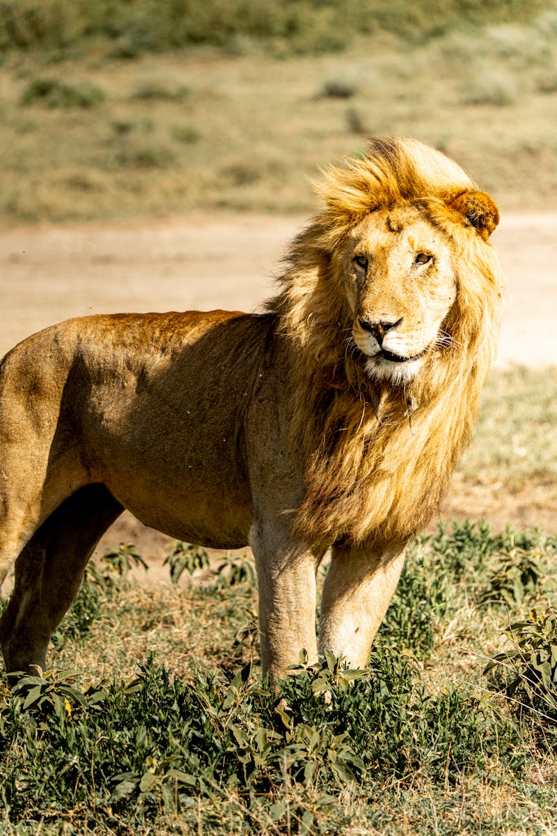 Lion Nature Wallpaper Photos, Download The BEST Free Lion Nature ...