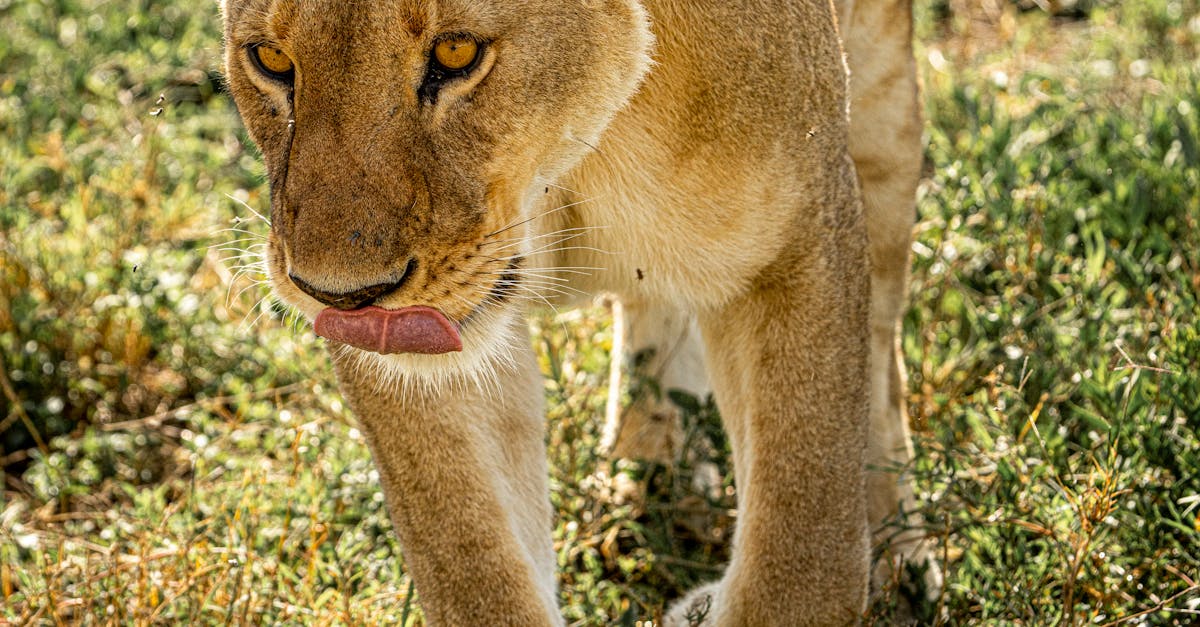 Lioness in Africa · Free Stock Photo Lioness in Africa · Free Stock Photo