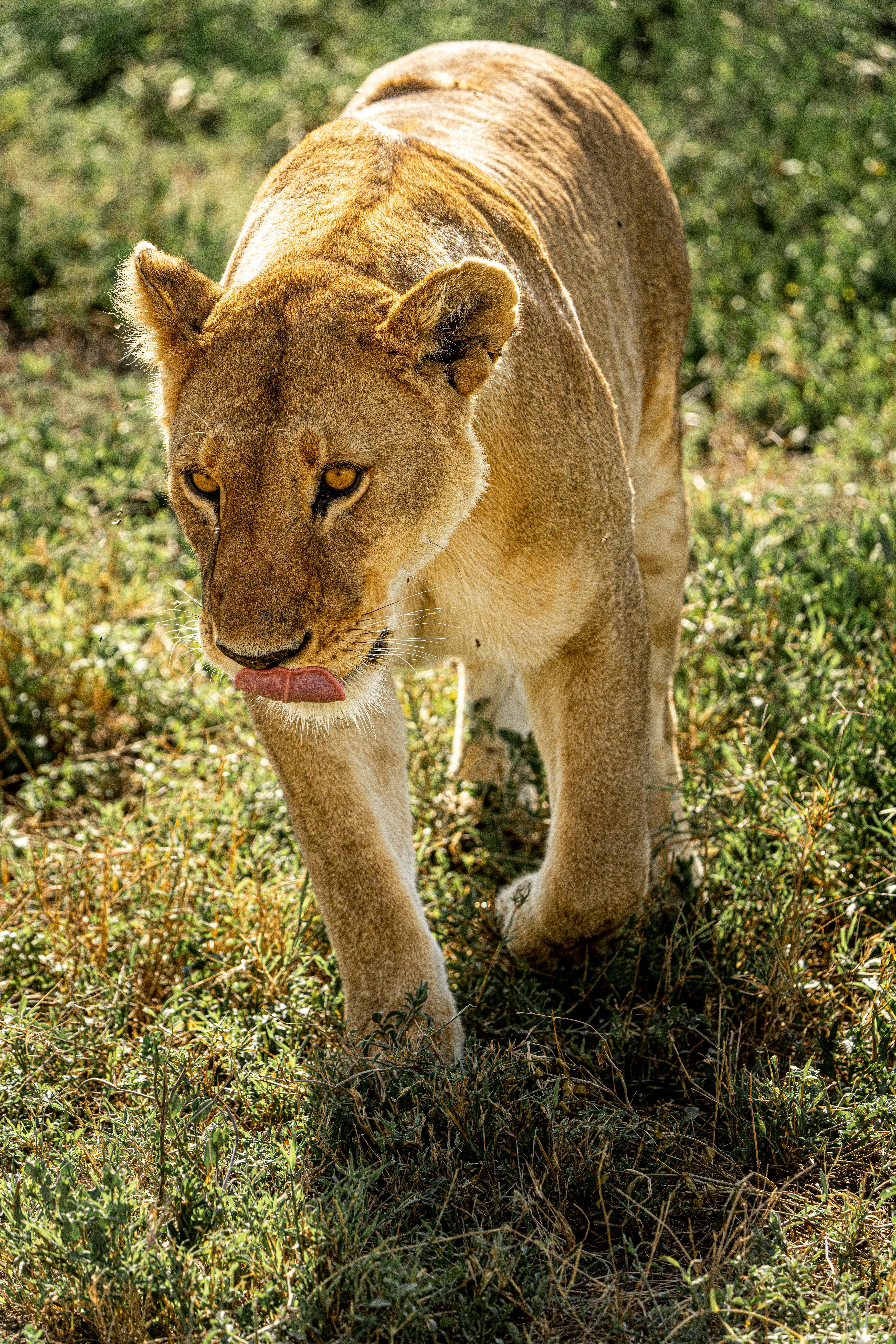 Lion on Savannah · Free Stock Photo
