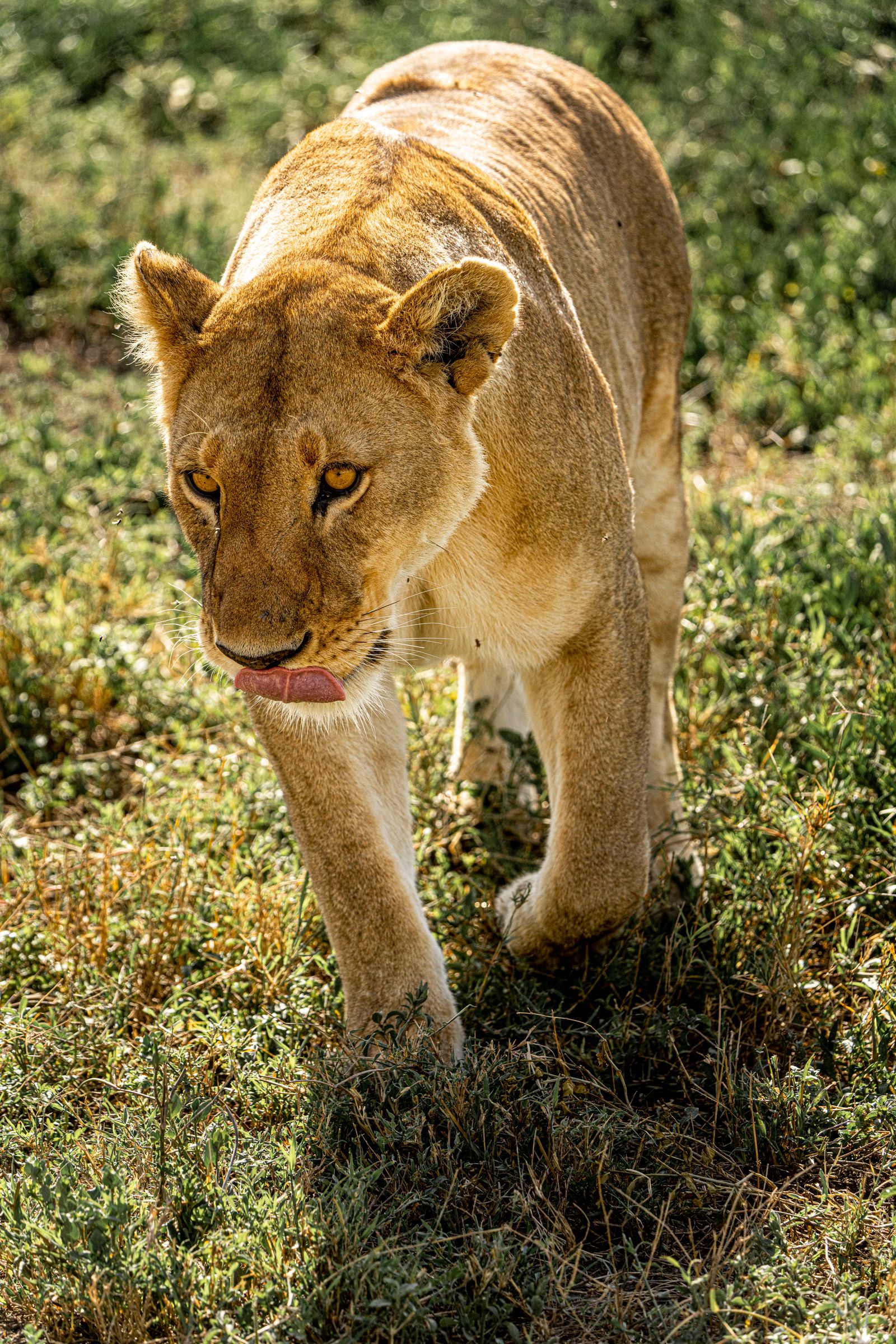 Female Lion Photos, Download The BEST Free Female Lion Stock Photos ...