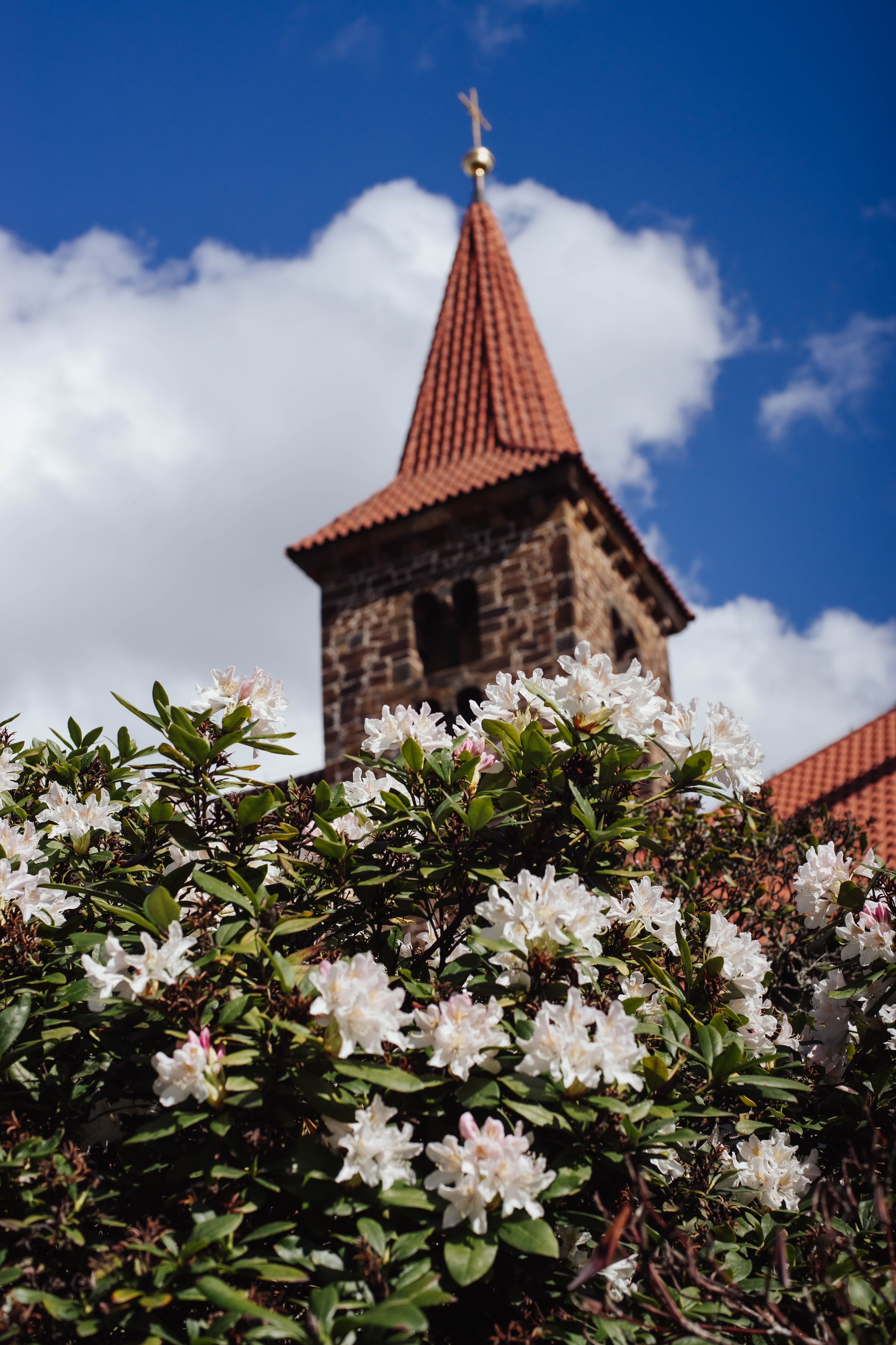 Bush Blossoms and Church Tower behind · Free Stock Photo