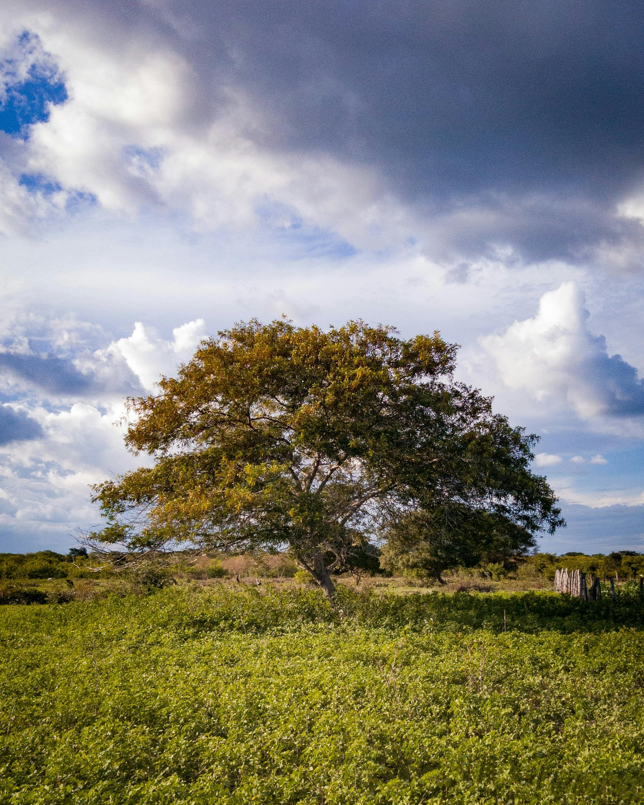 Tree In A Farm Photos, Download The BEST Free Tree In A Farm Stock ...