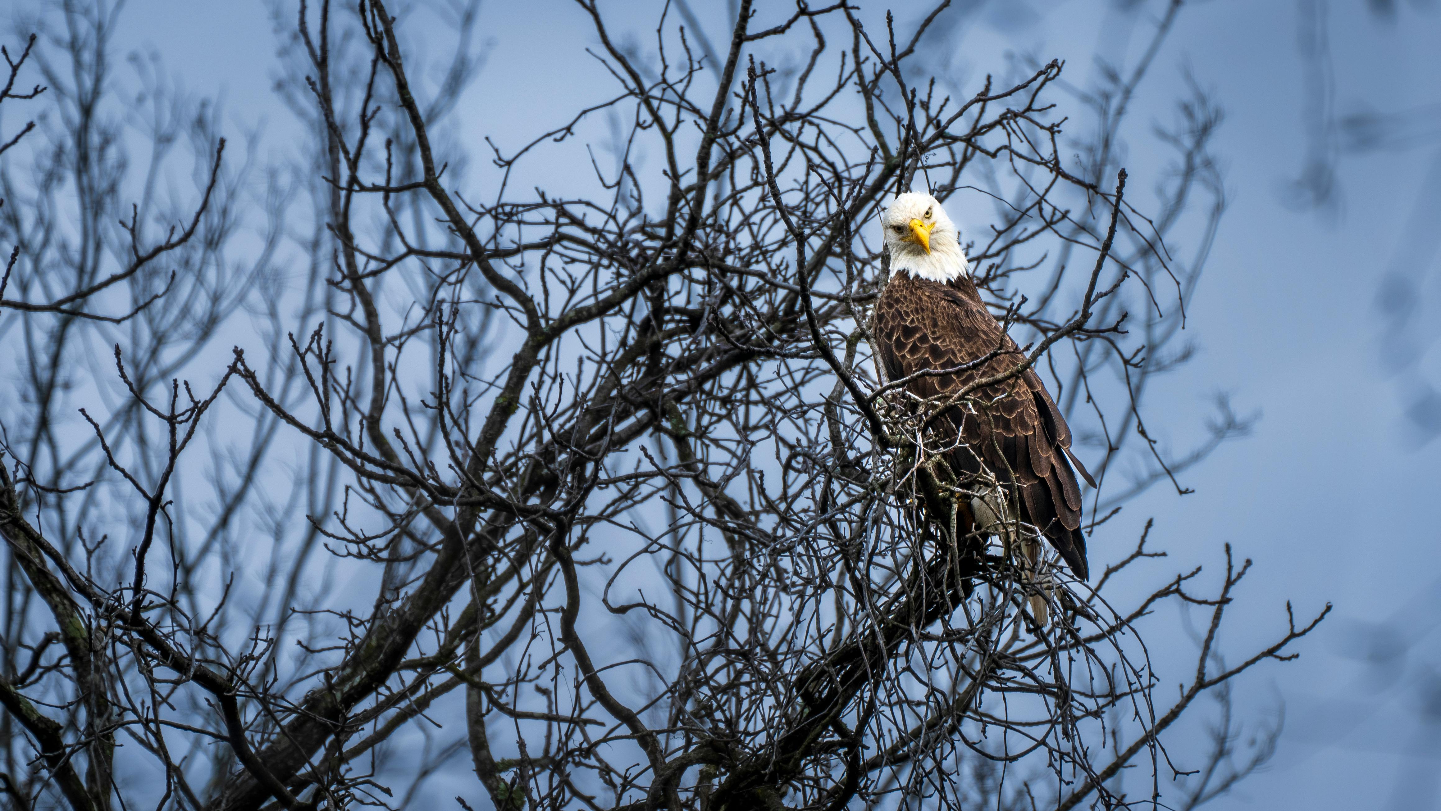 Close-up of a Bald Eagle Flying · Free Stock Photo