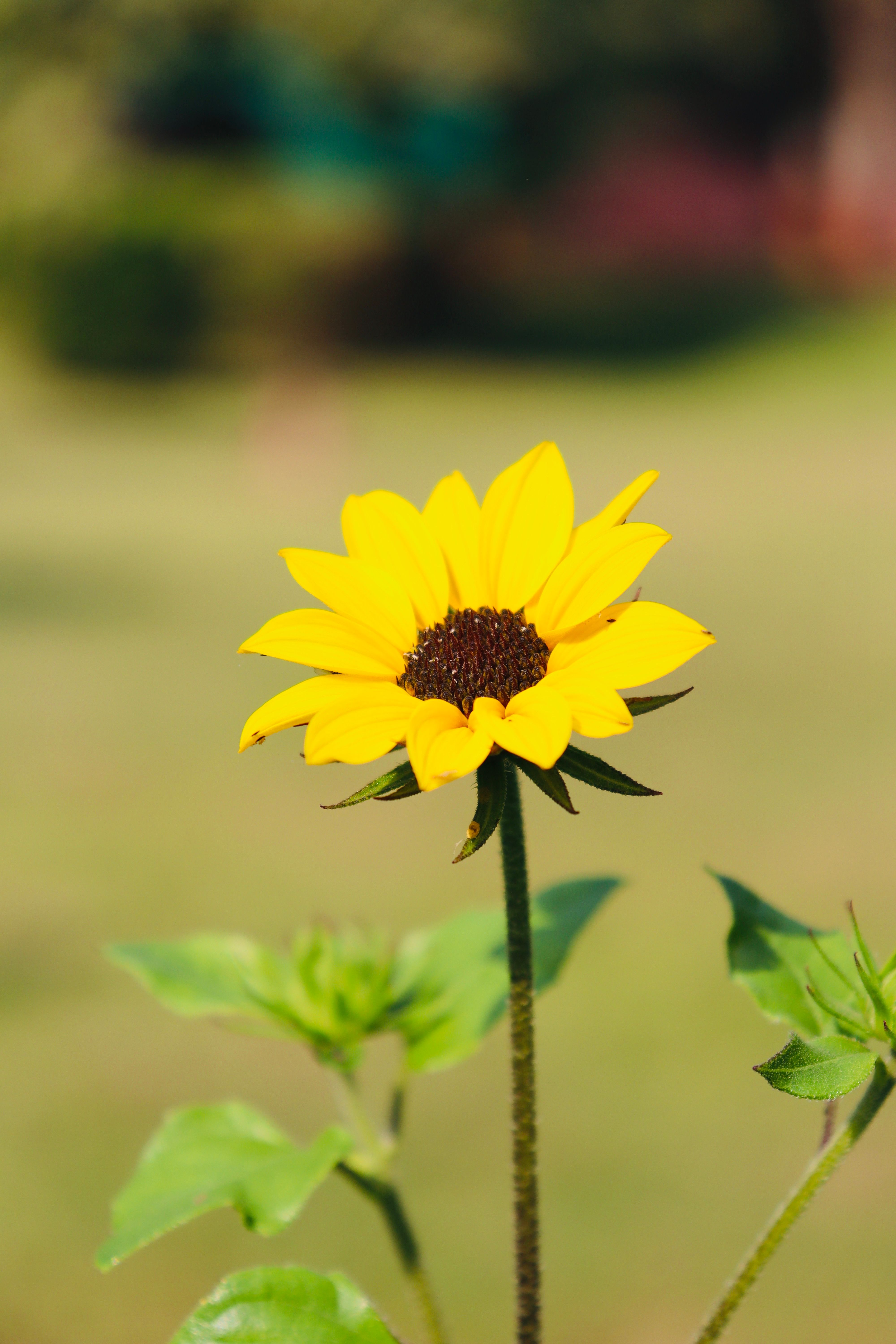 Close-up of a Bright Sunflower · Free Stock Photo