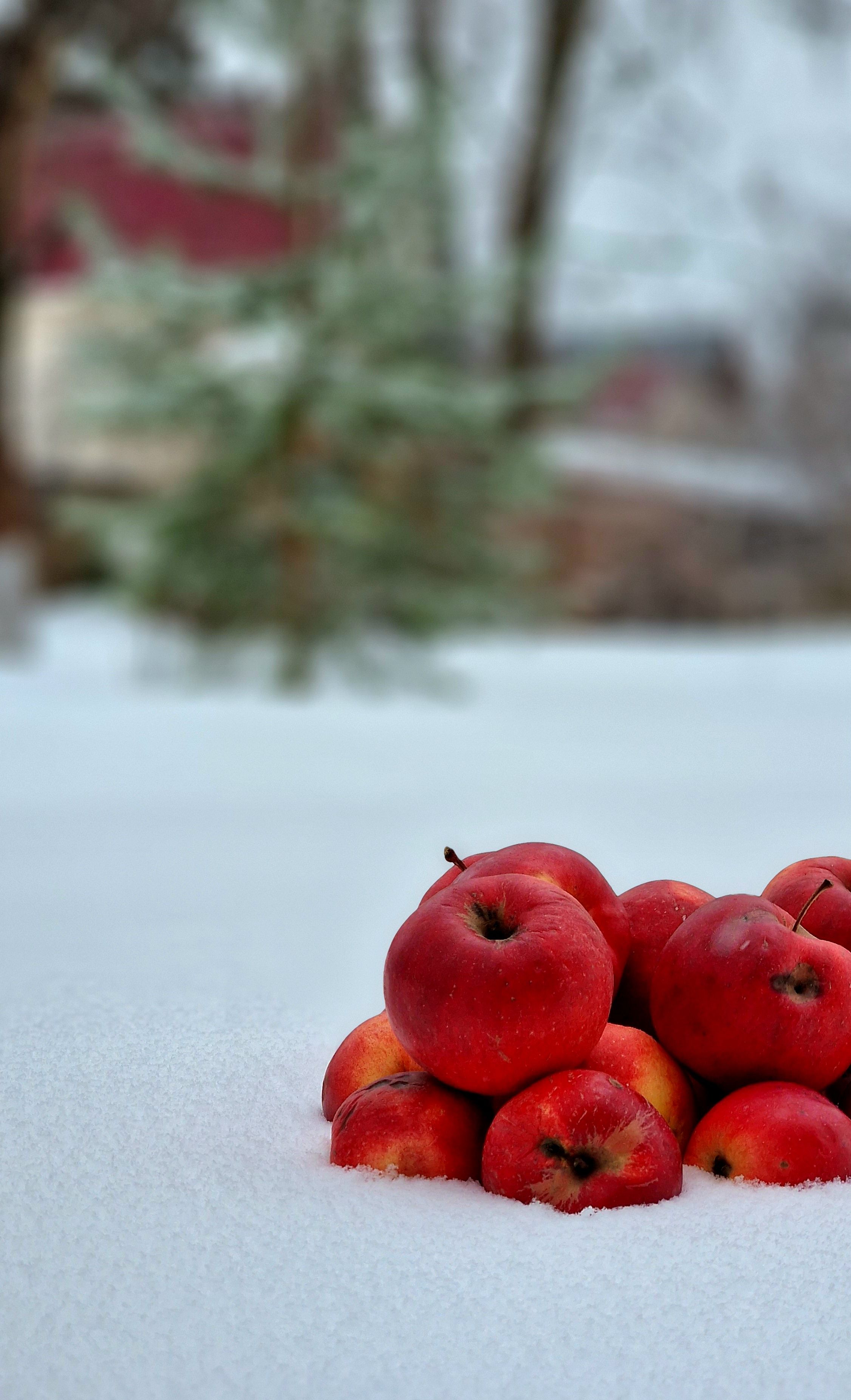 Apple in Snow · Free Stock Photo